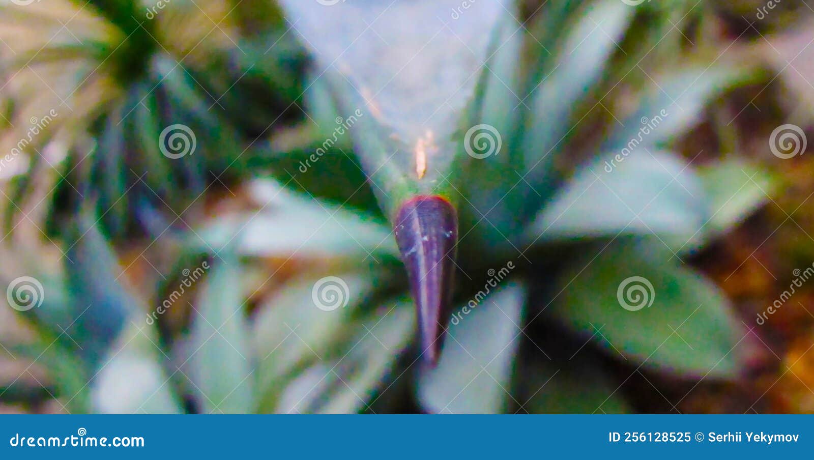 Needle cacti stock image. Image of garden, closeup, background - 256128525