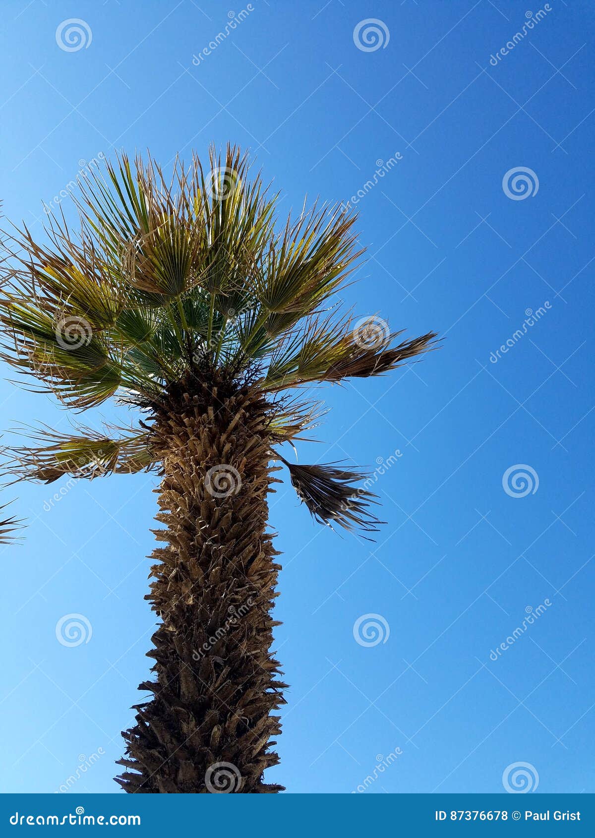 1,165 Spike Palm Photos - Free & Royalty-Free Stock Photos from Dreamstime
