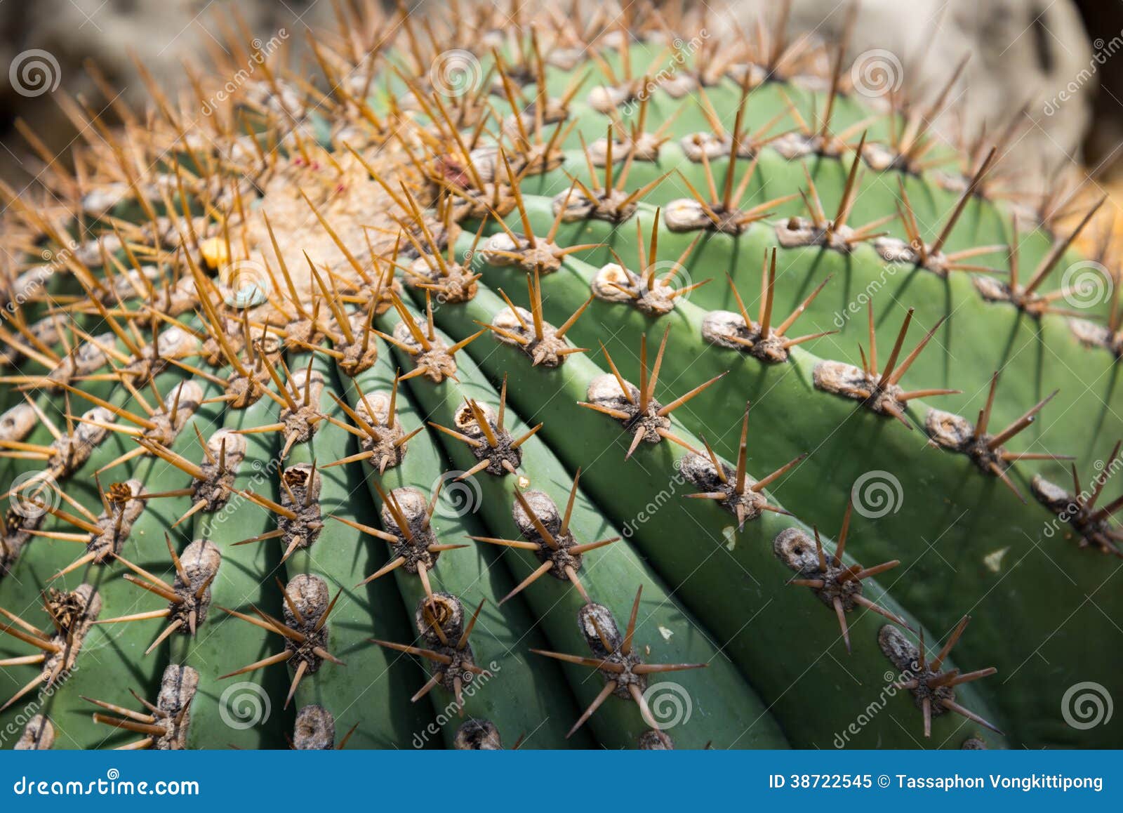 Spike Pattern on Sphere Cactus Stock Image - Image of sharp, mexico ...