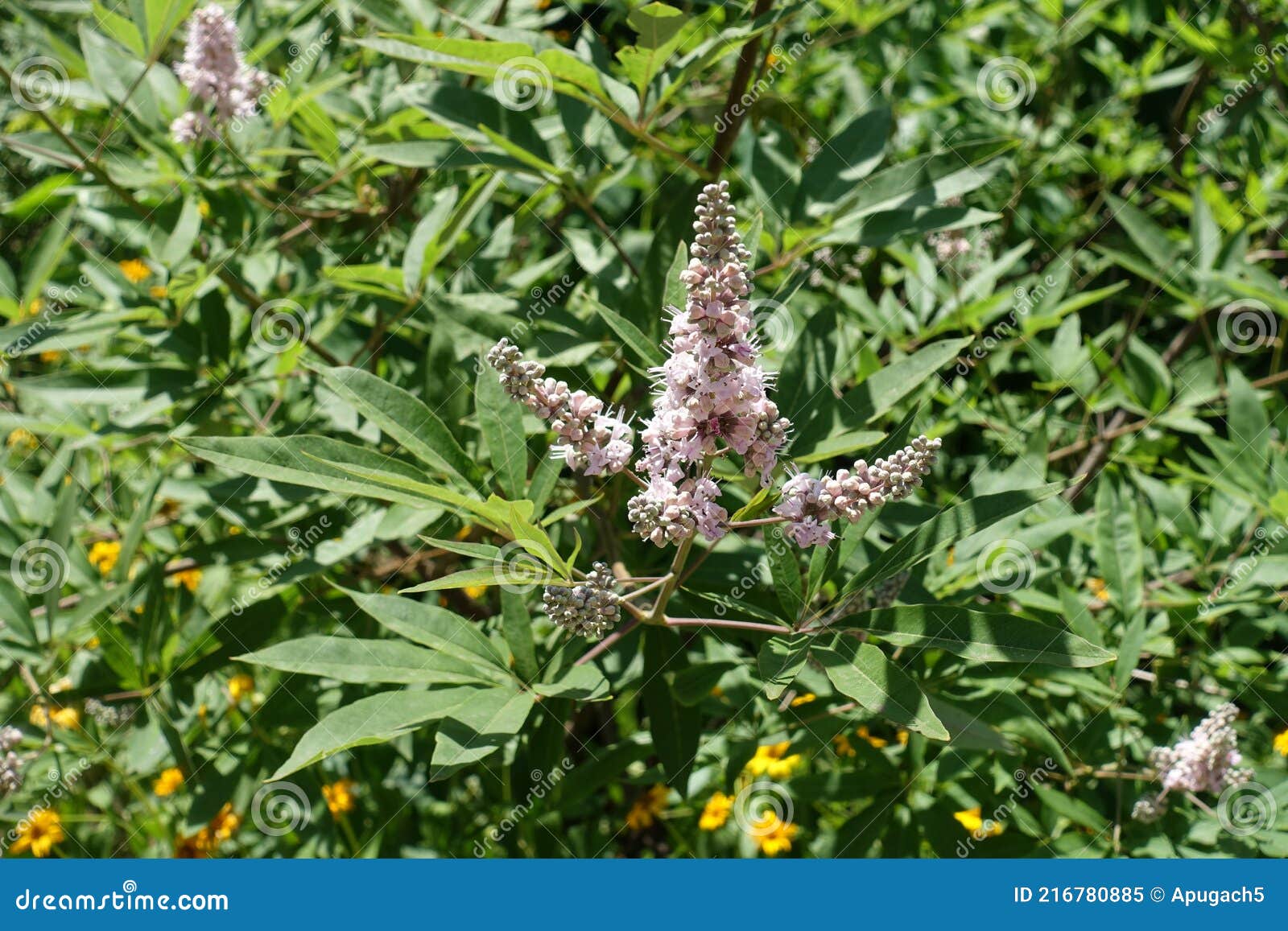 Spike of Pink Flowers of Chaste Tree Stock Image - Image of chasteberry ...