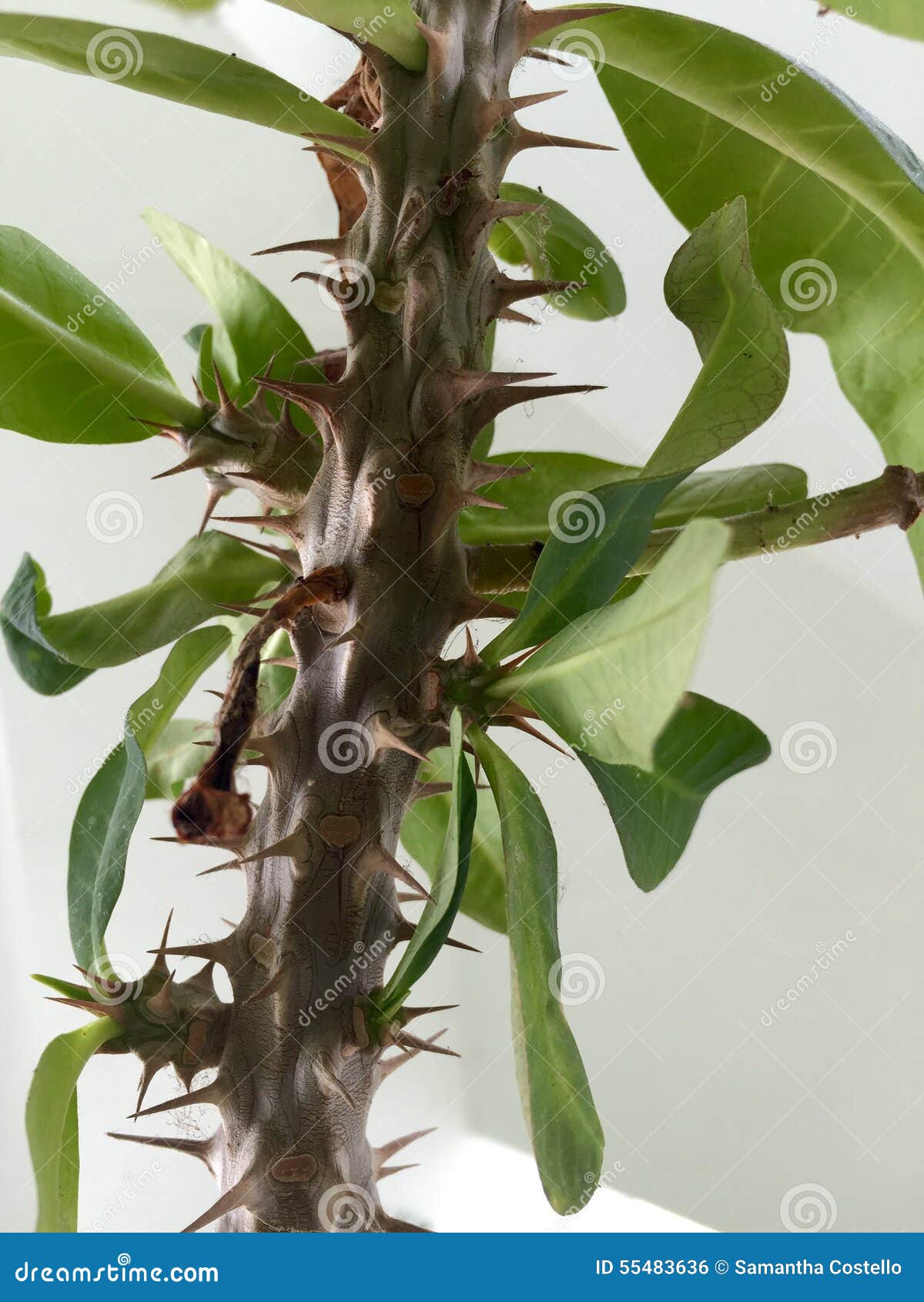 Spike plant stock photo. Image of spike, flowerpot, plant - 55483636