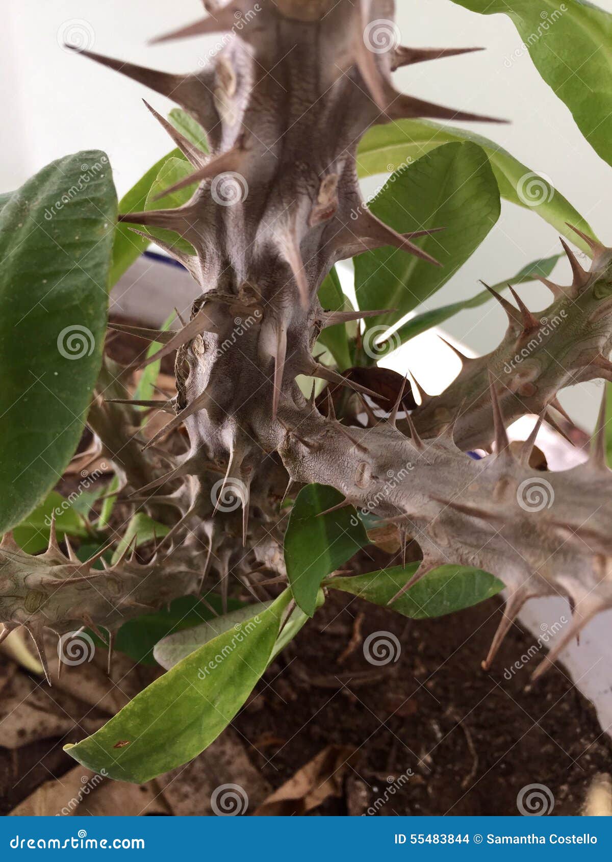 Spike plant stock photo. Image of spike, spiky, touch - 55483844