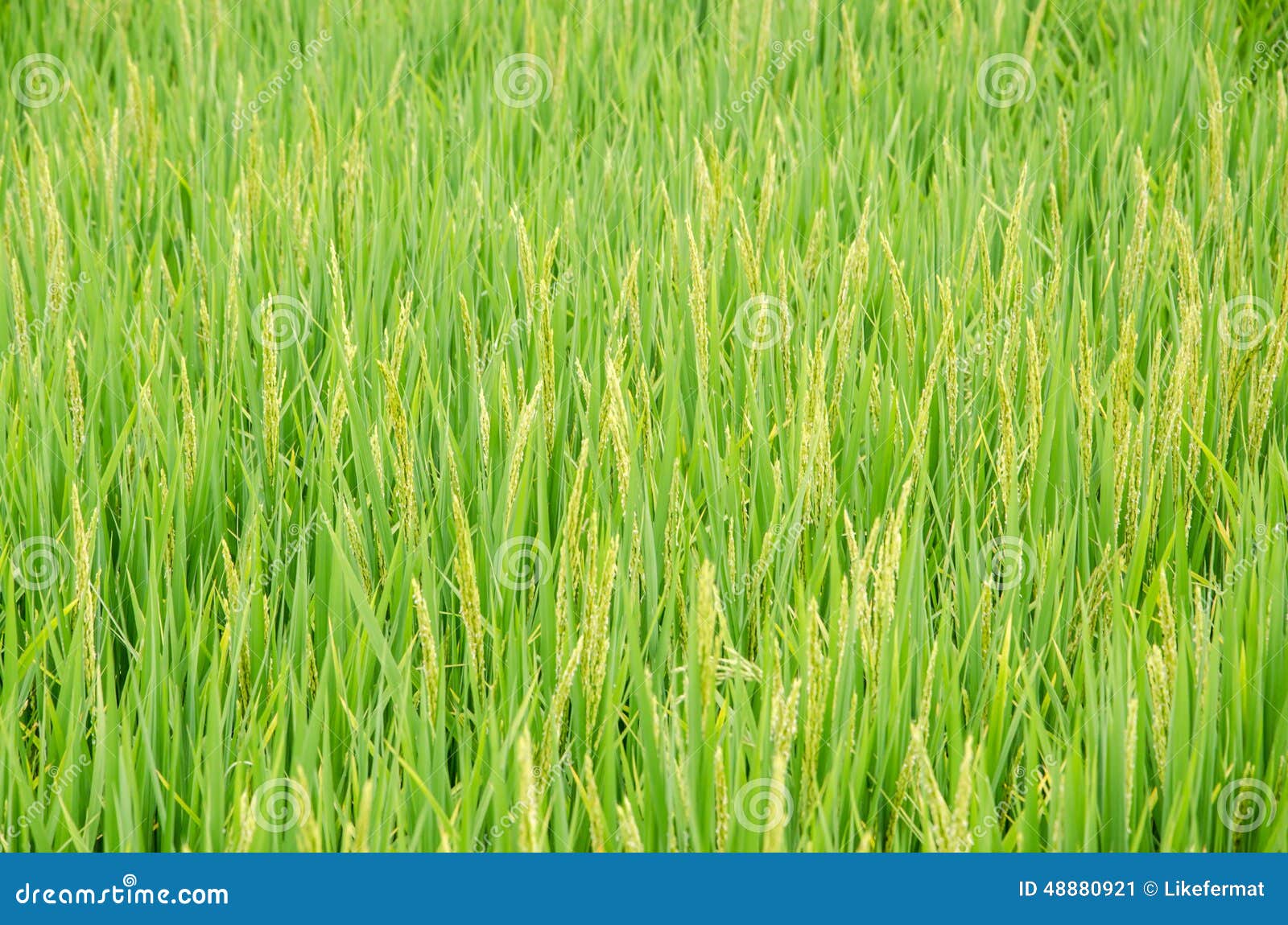Spike of rice stock image. Image of farm, cereal, growth - 48880921