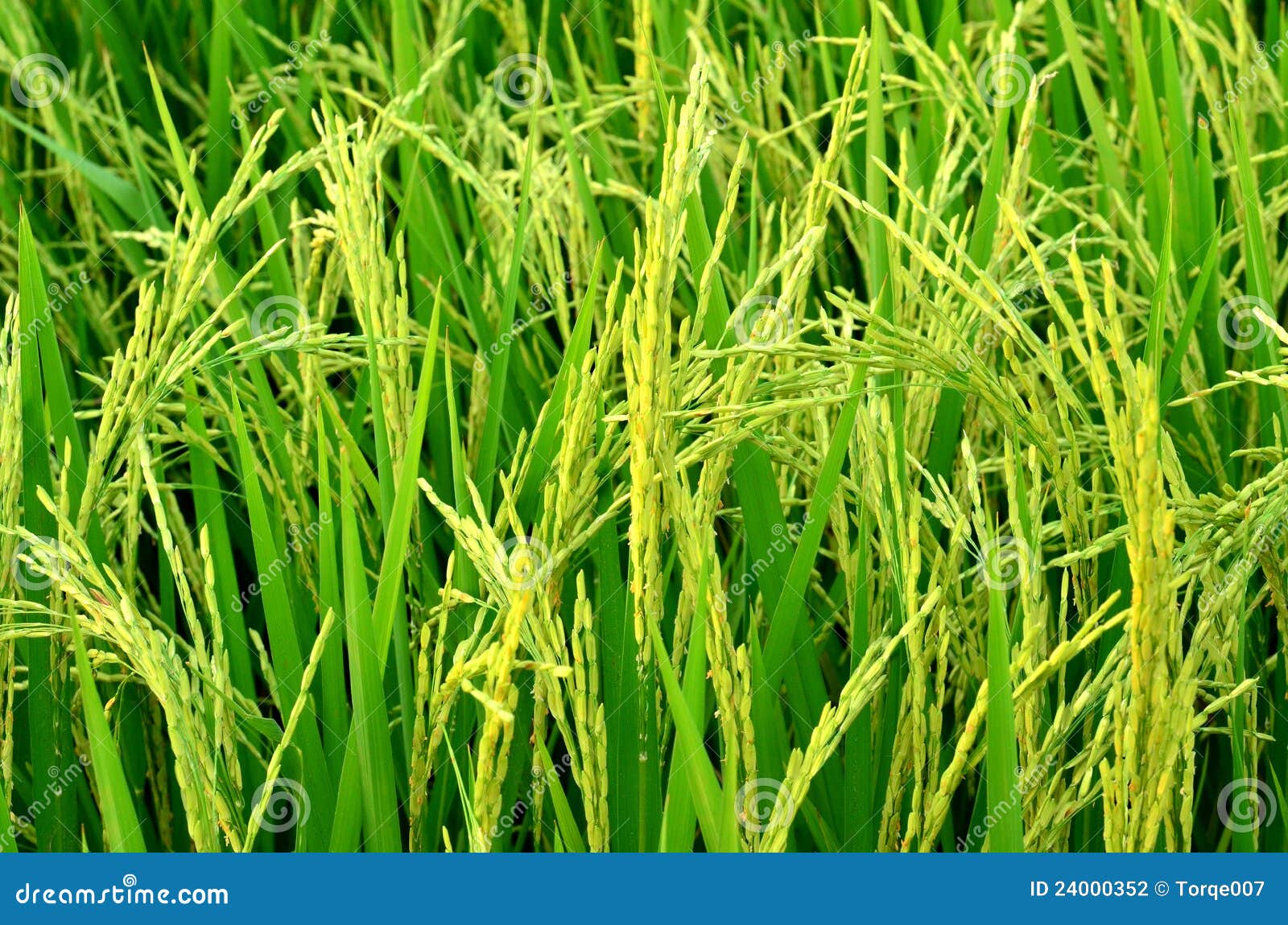 Spike in the rice fields stock photo. Image of agriculture - 24000352