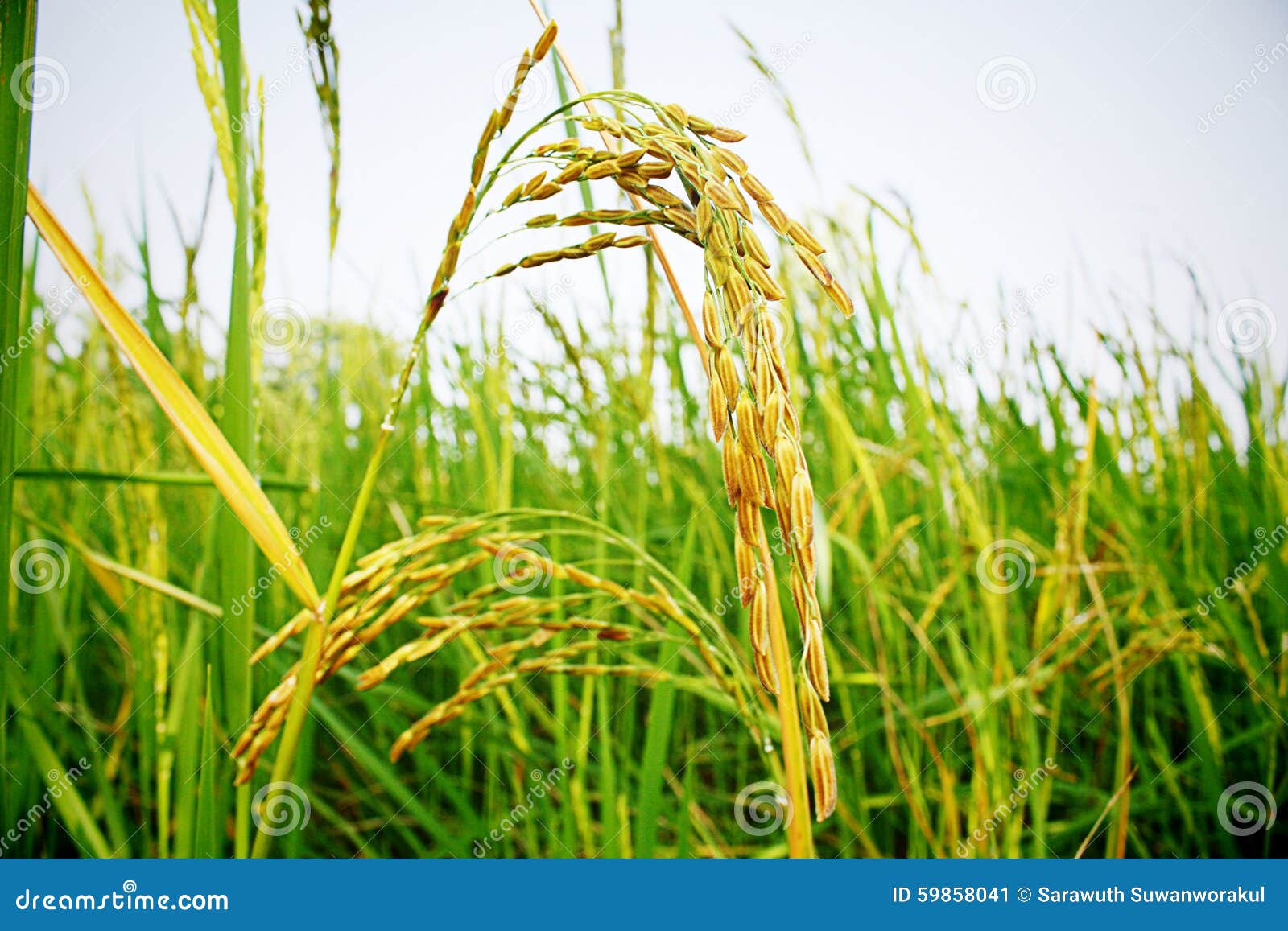 Spike rice stock image. Image of awesome, beautiful, windy - 59858041