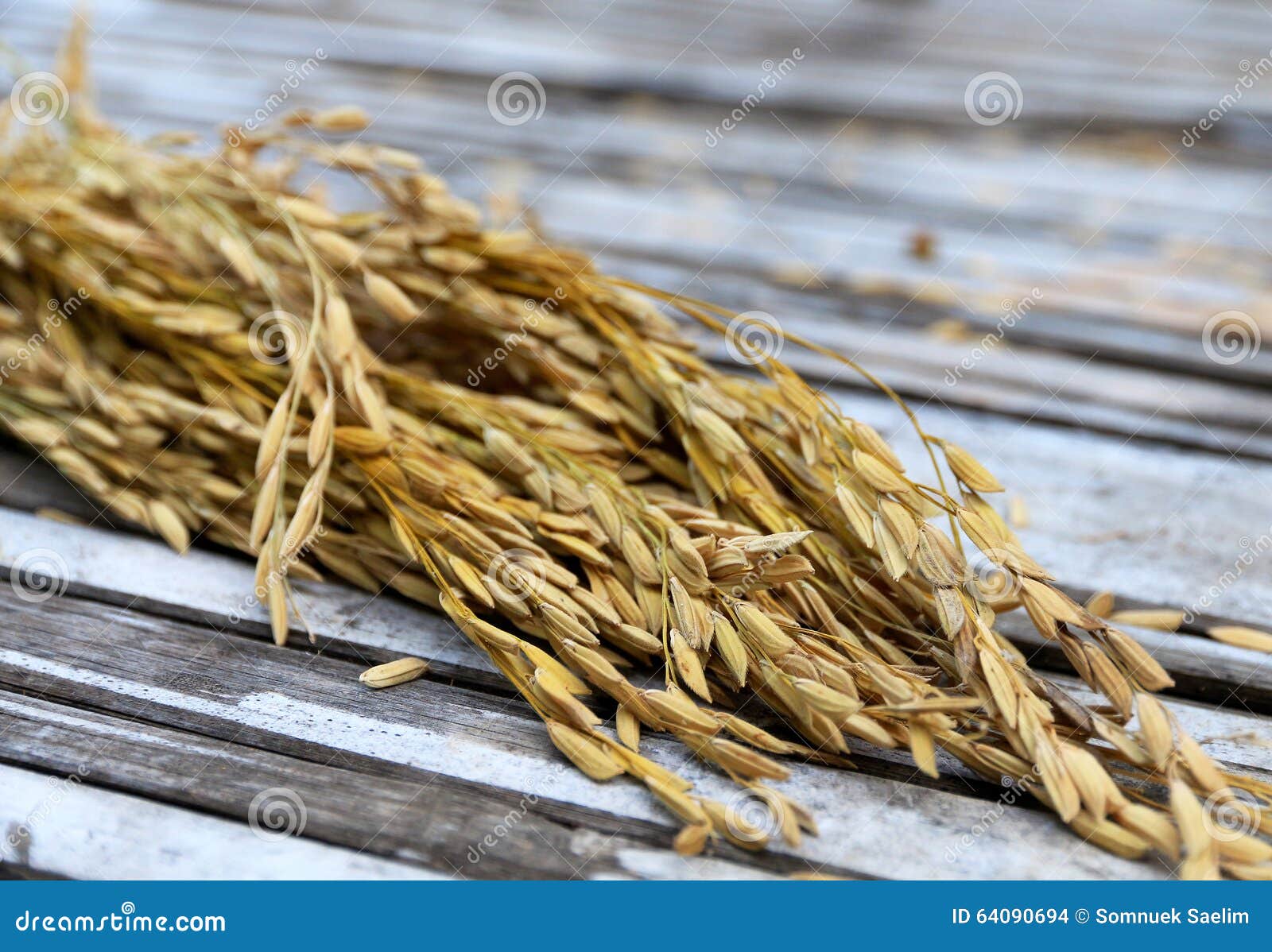 Spike Rice Was Damaged Atrophy Stock Photo - Image of season, rice ...