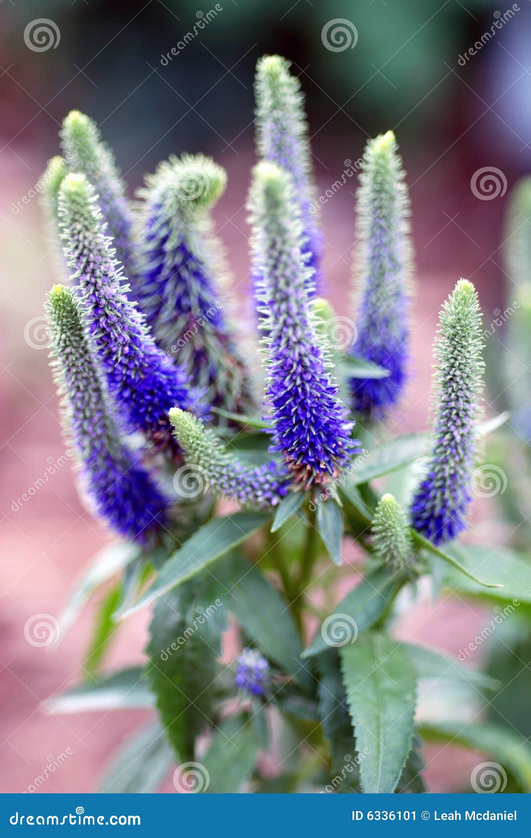 Spike Speedwell Red Fox Veronica Spicata Plant Booming With Purple ...