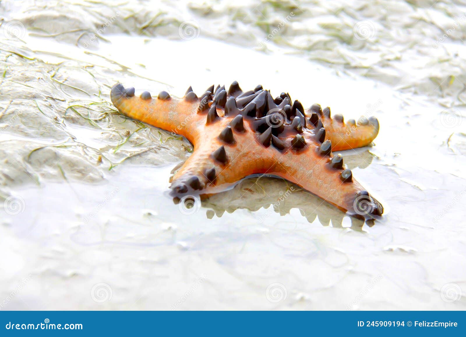 A Spike Starfish on the Sand with Algae Around the Beach Stock Photo ...