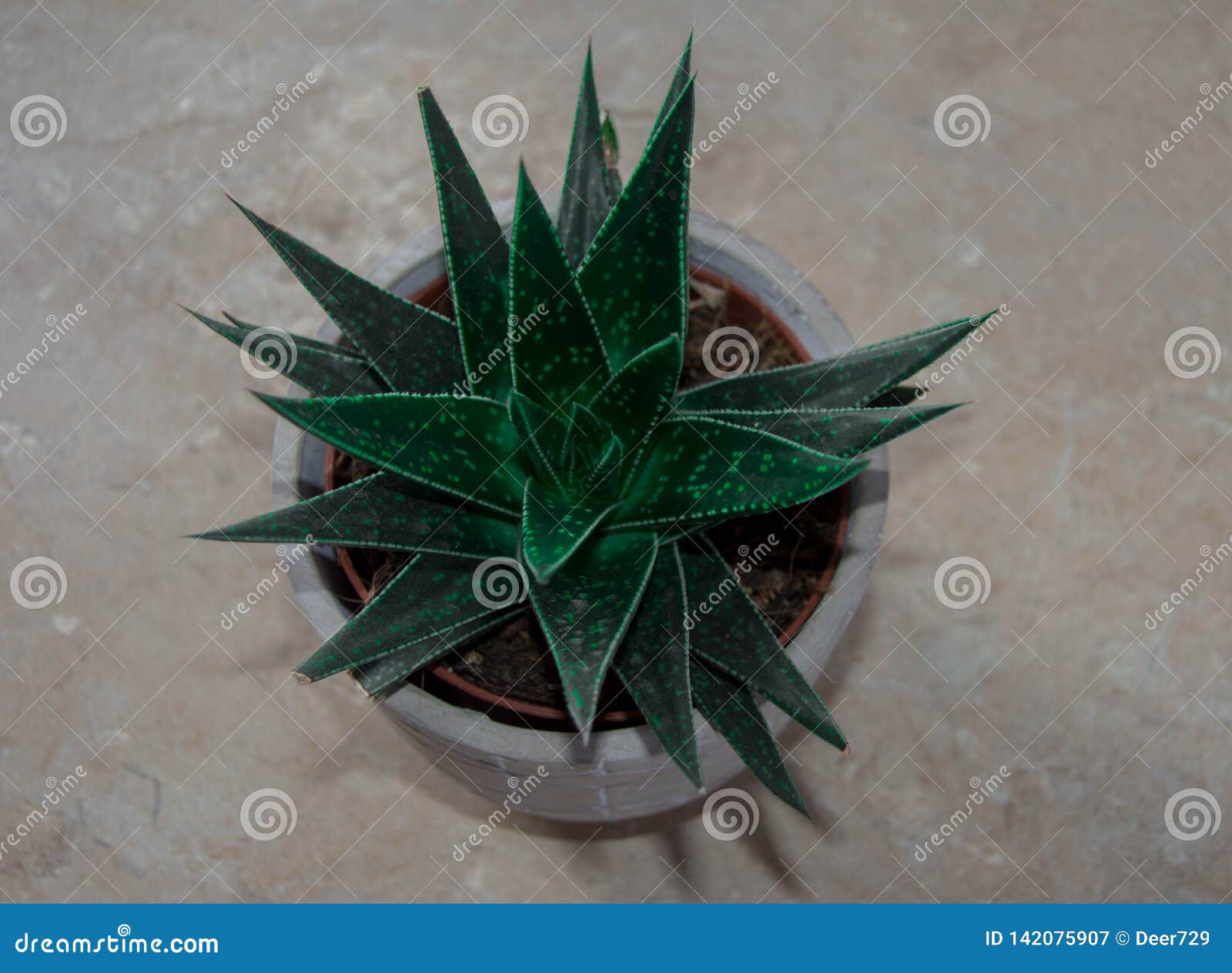 Spike Green Succulent in Grey Pot Stock Image - Image of greensucculent ...