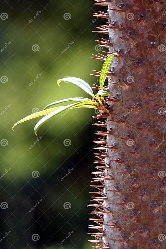 Spike Tree stock image. Image of downunder, jungle, australia - 9827583