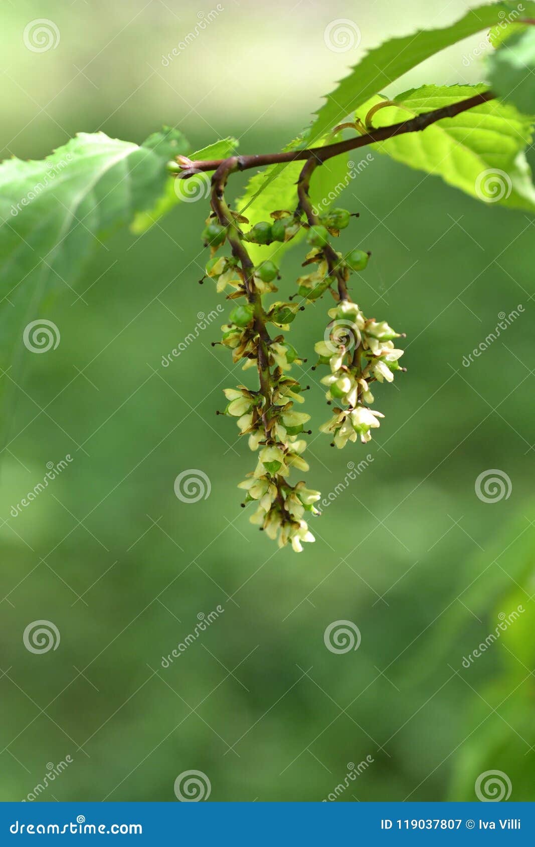Spike tree stock image. Image of green, tree, spike - 119037807