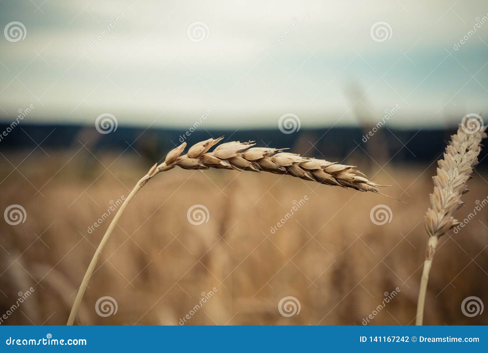 Spike of Wheat Close Up on the Background of a Ash Field Stock Photo ...