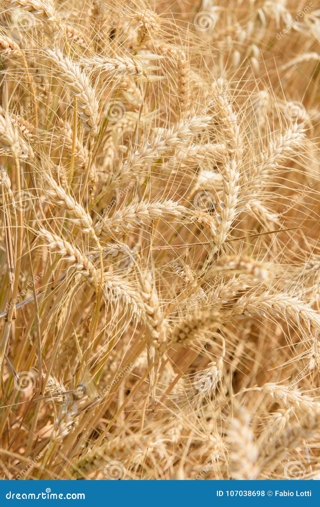 Spike of Wheat stock photo. Image of country, wheat - 107038698