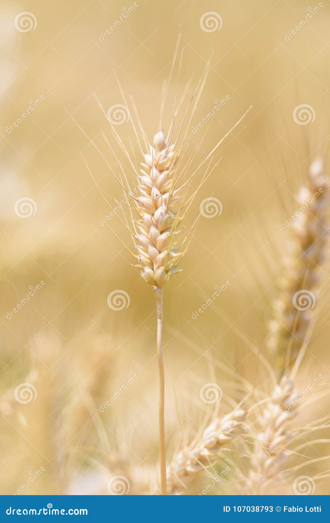 Spike of Wheat stock image. Image of wheat, rural, countryside - 107038793