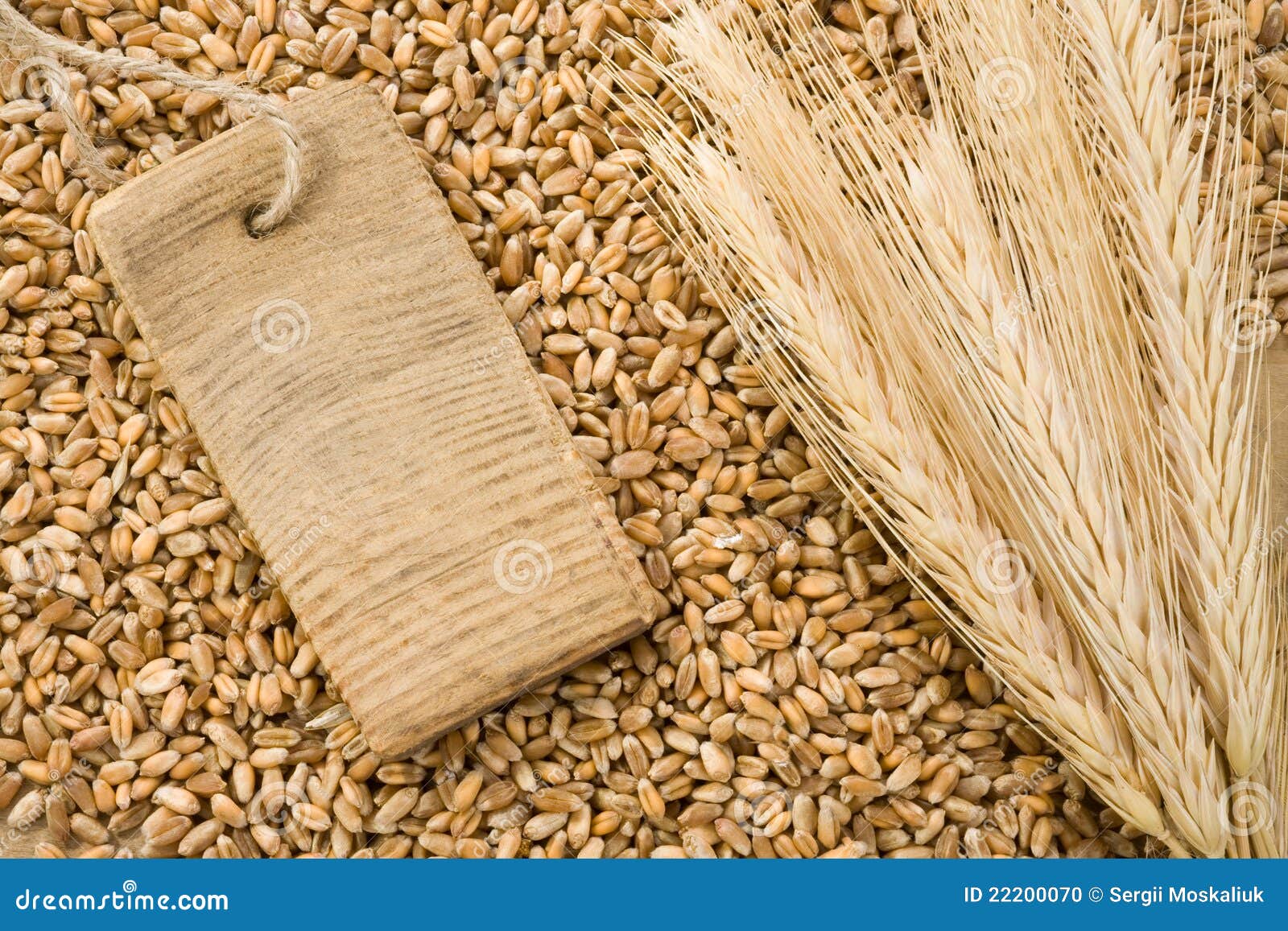 Spike of Wheat and Tag Price Stock Photo - Image of corncob ...