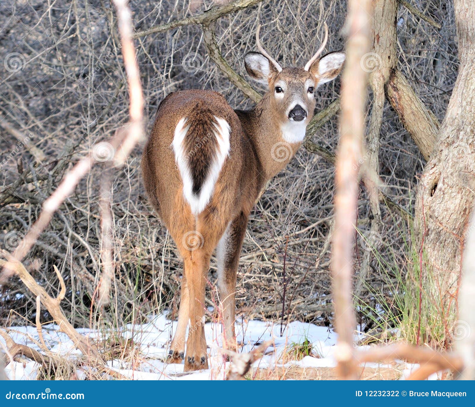 Spike Whitetail Buck Stock Photography - Image: 12232322