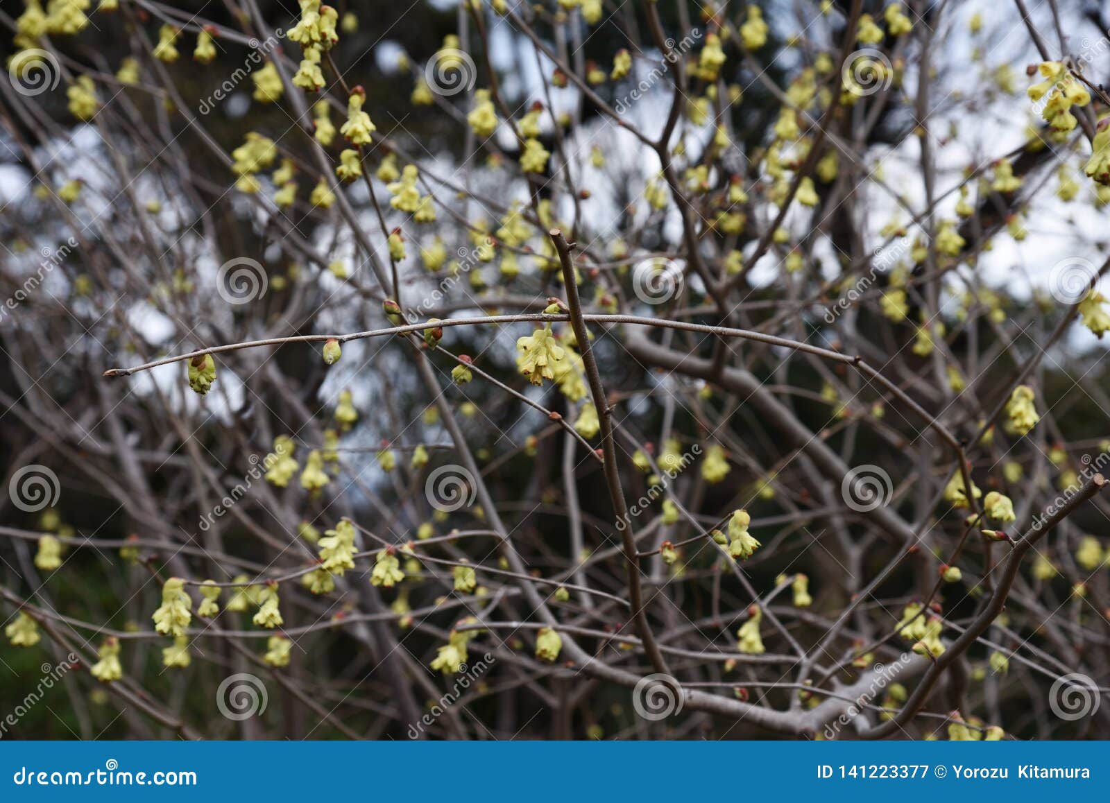 Spike winter hazel stock image. Image of green, plant - 141223377