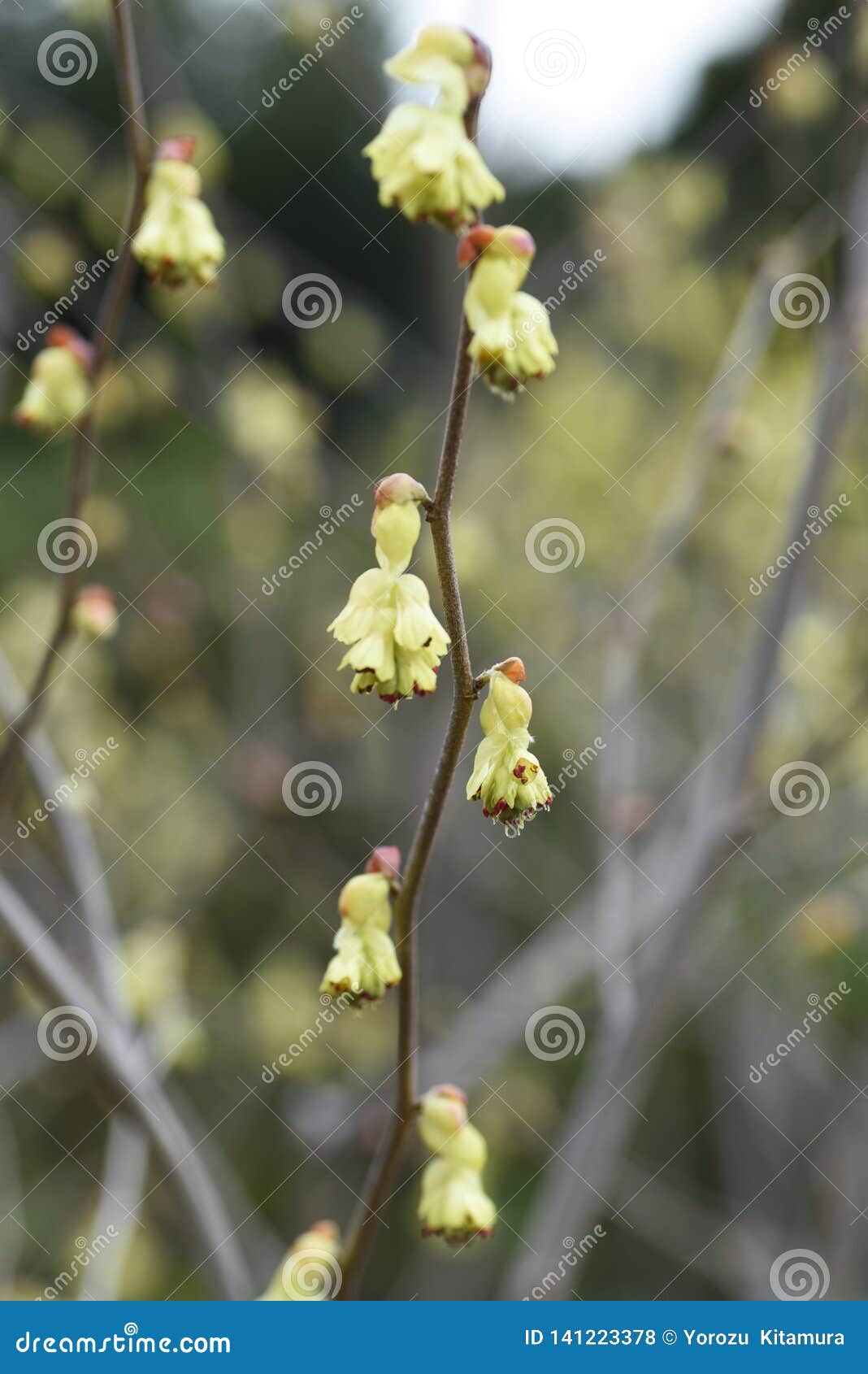 Spike winter hazel stock photo. Image of environment - 141223378