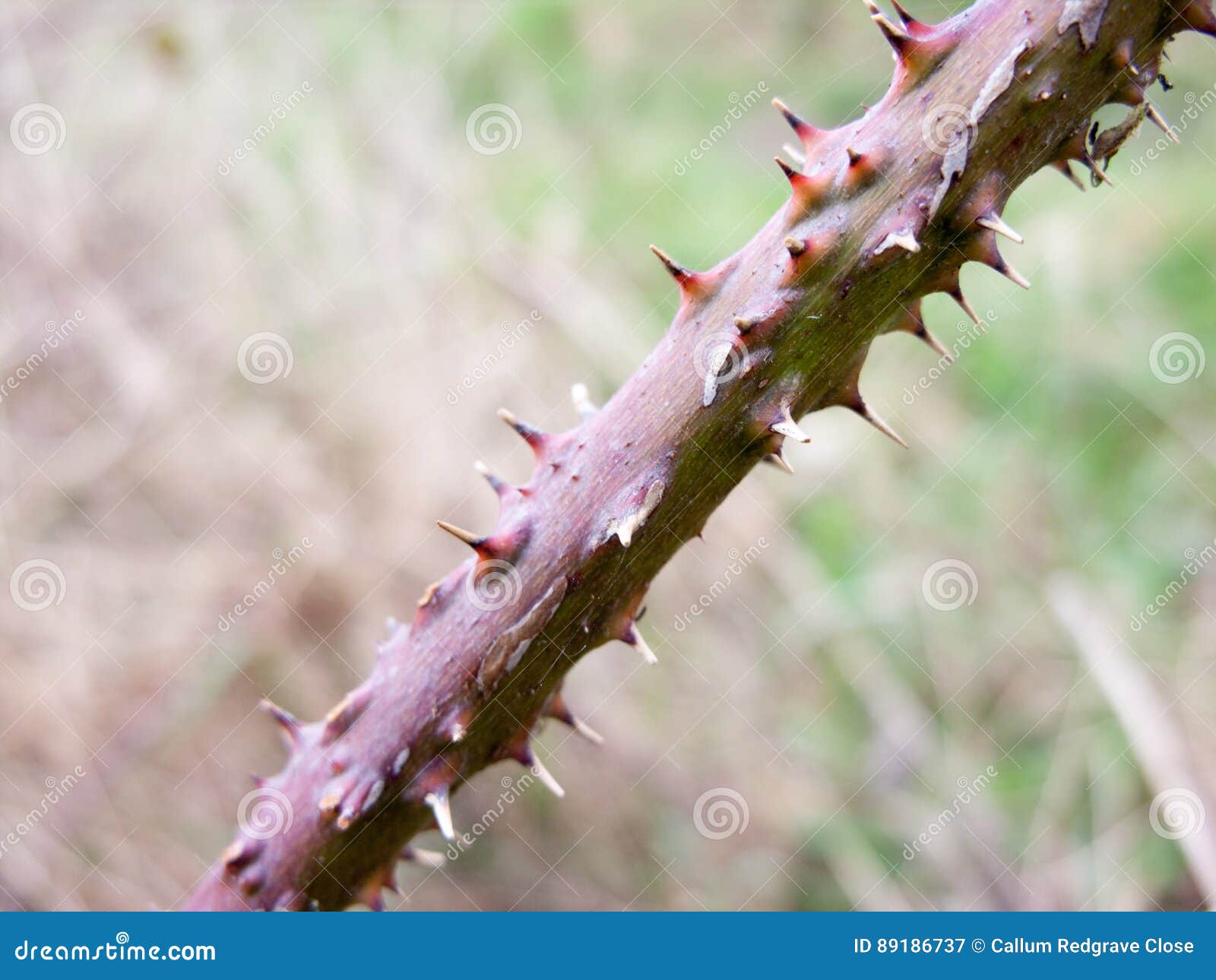 Spiked Bramble Branch in the Spring Stock Image - Image of background ...