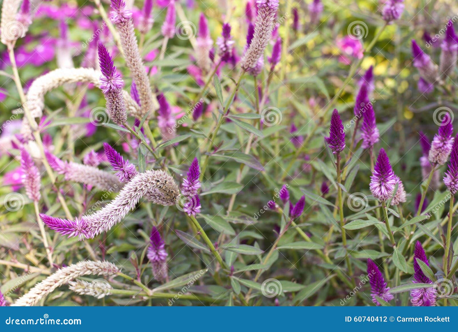 Spiked Cockscomb stock photo. Image of greenery, spikes - 60740412