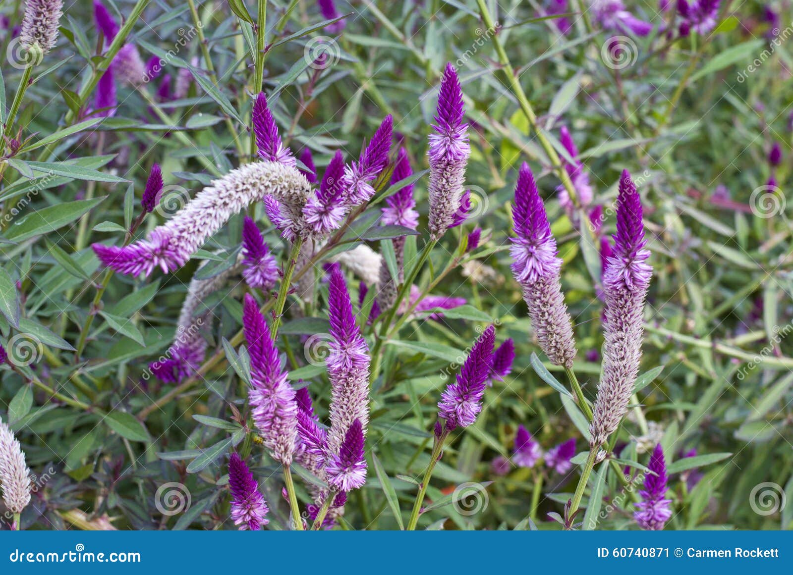 Spiked Cockscomb stock image. Image of beautiful, greenery - 60740871