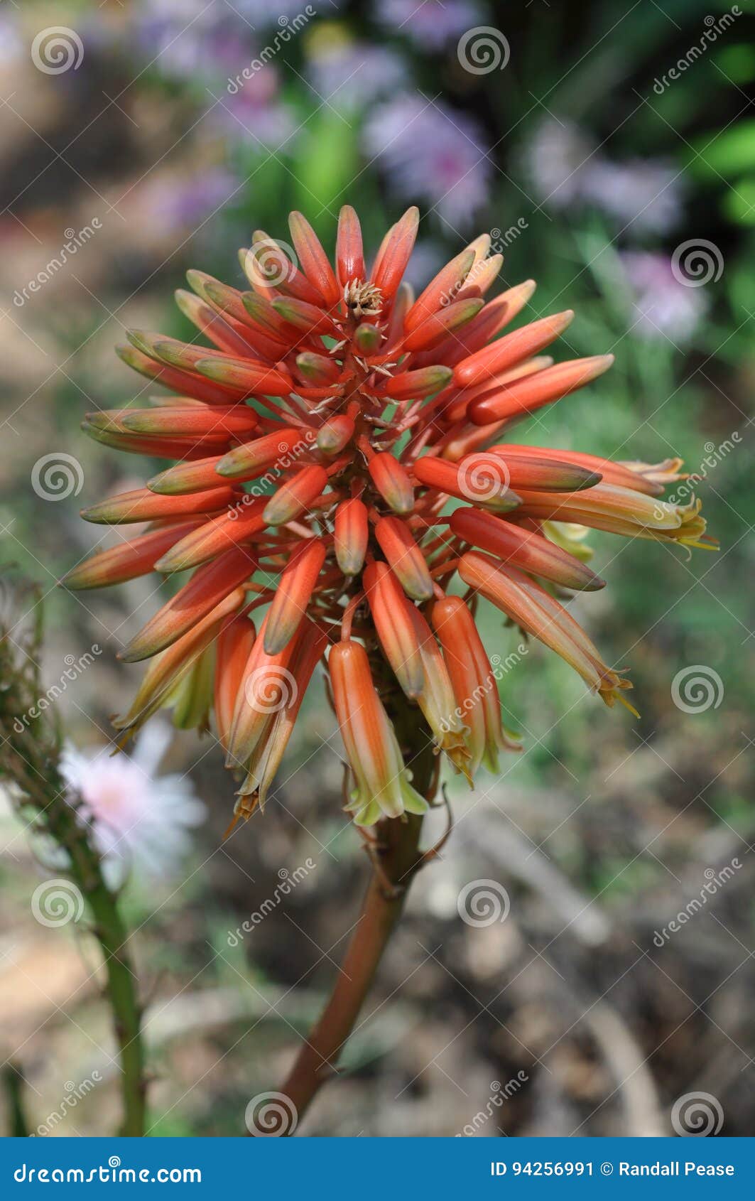 Spiked flower stock image. Image of flower, bokeh, bloom - 94256991