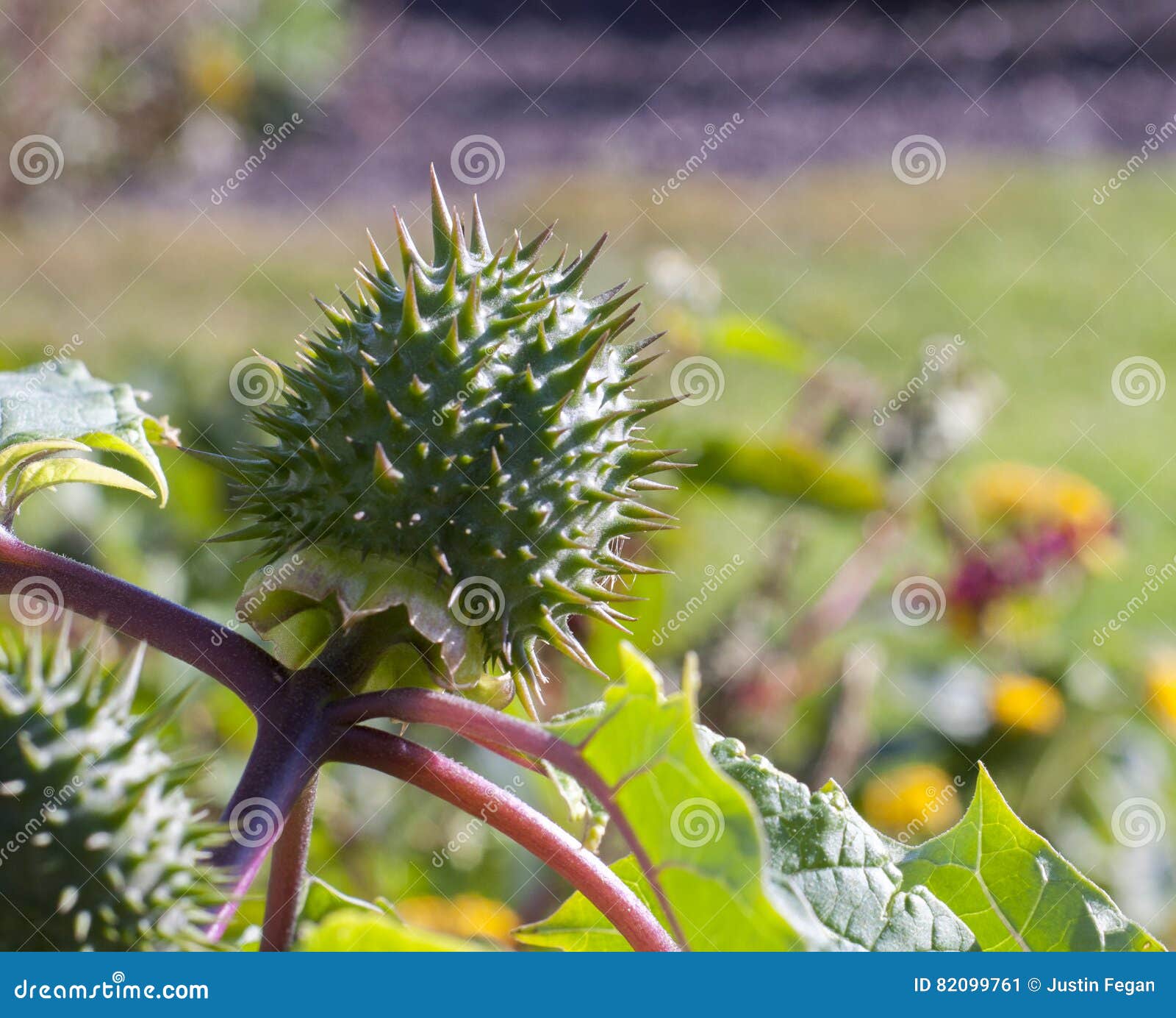 Spiked Green Plant stock image. Image of spikes, nature - 82099761