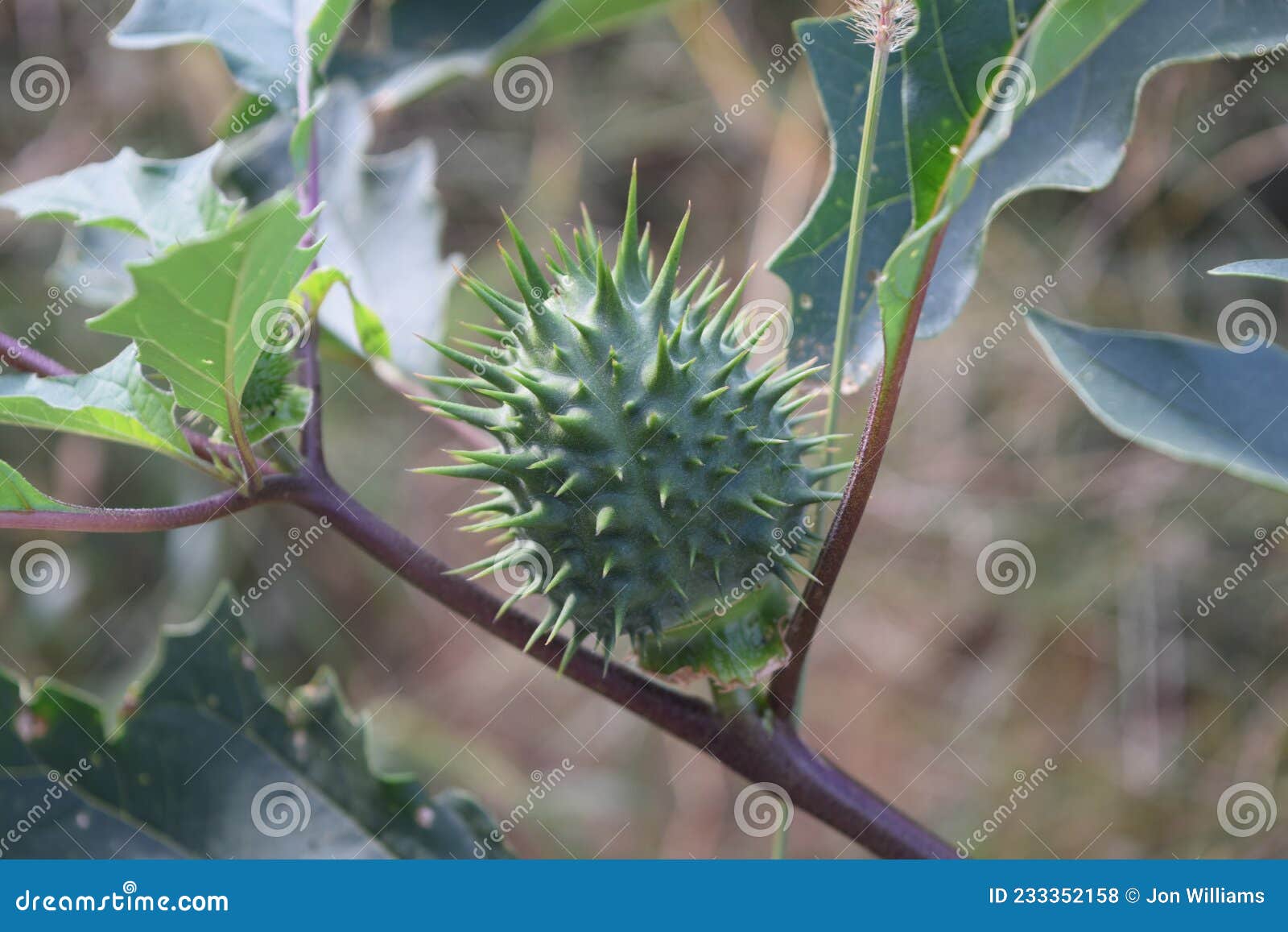 Close-up of a Spiked Green Seed Pod on a Tree Stock Photo - Image of ...