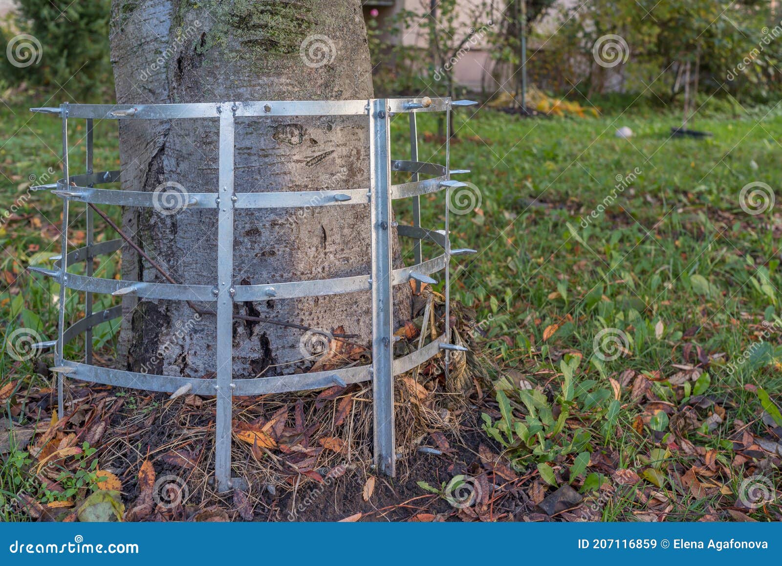 Spiked Metal Grill To Protect the Tree Trunk from Damage. the ...