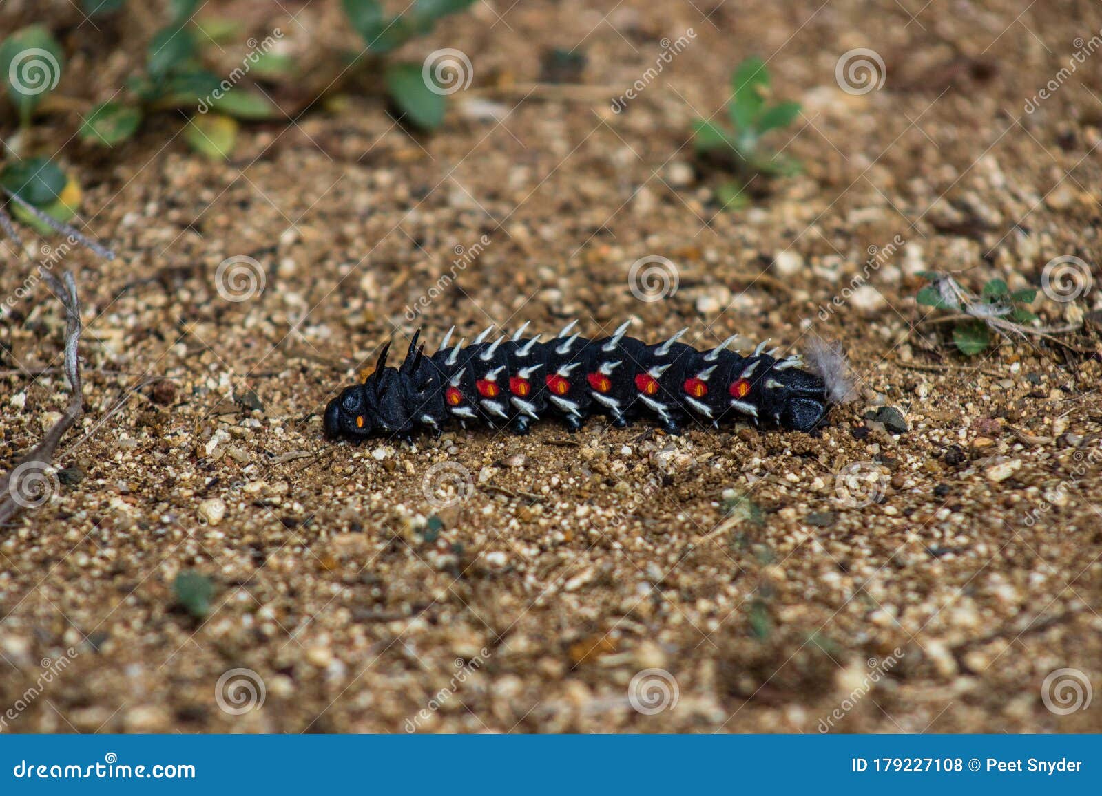 Spiked Mopani Worm in Africa Stock Photo - Image of reptile, animal ...