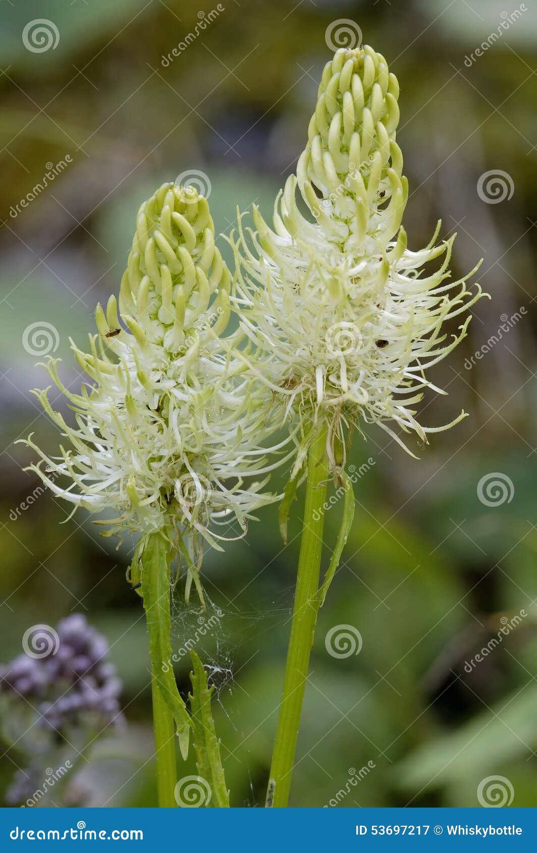Spiked Rampion stock image. Image of mountain, phyteuma - 53697217