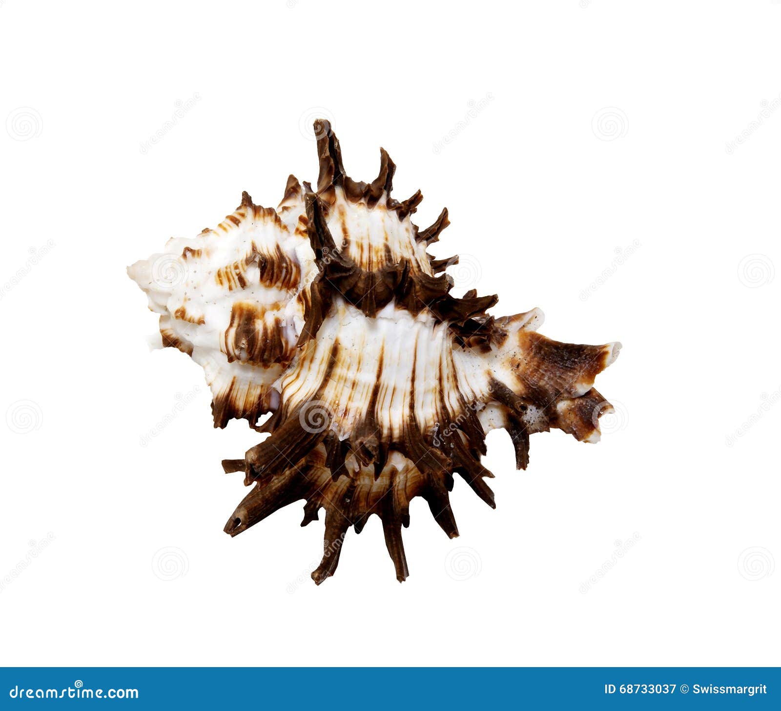Spiked Sea Shell on a White Background Stock Image - Image of vacation ...