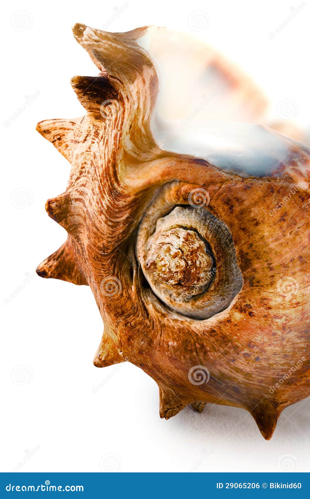 Spiked seashell. stock photo. Image of natural, detail - 29065206