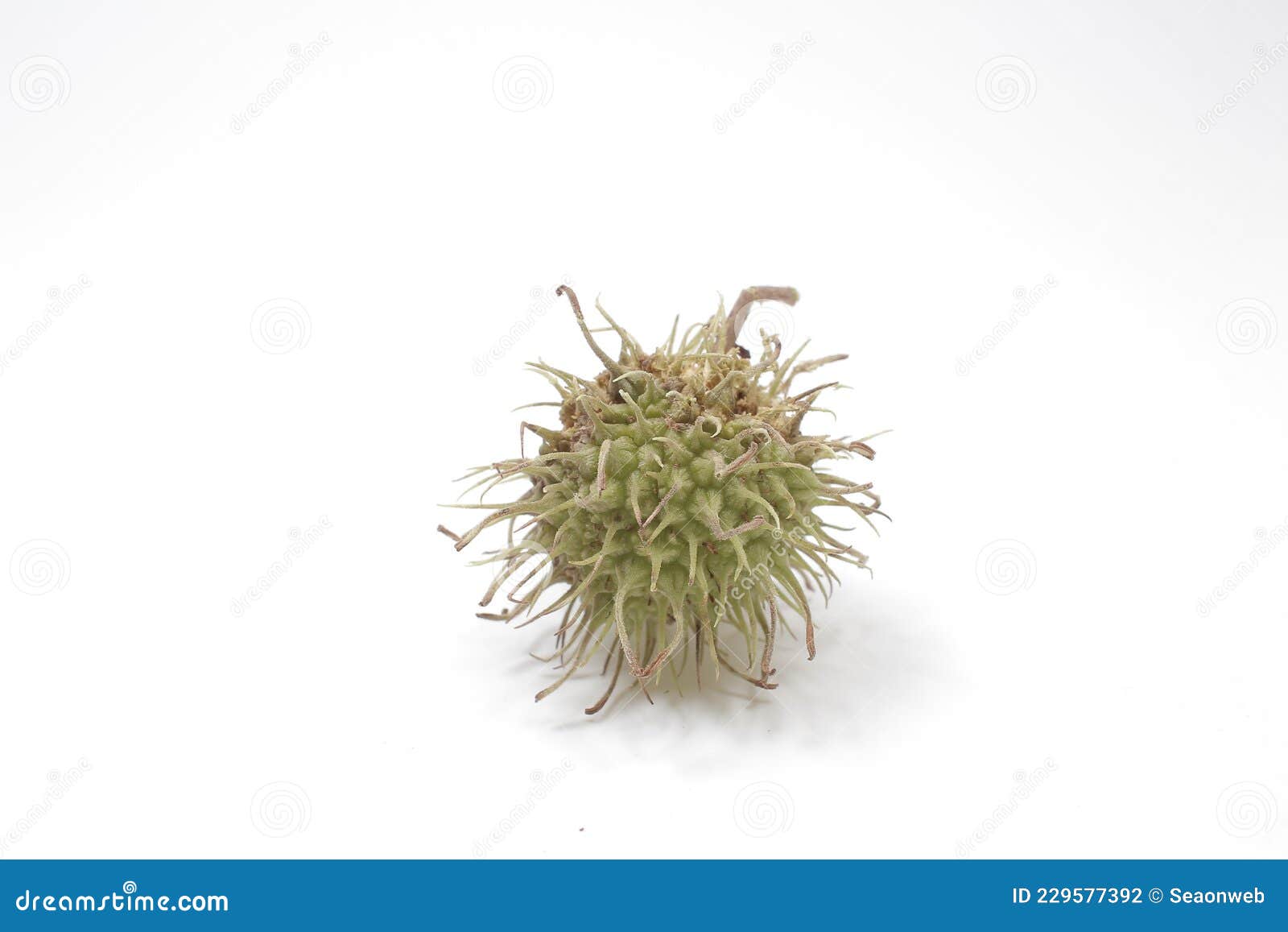 Spiked Seed Pods Littering The Sidewalk In Suburban Pennsylvania ...