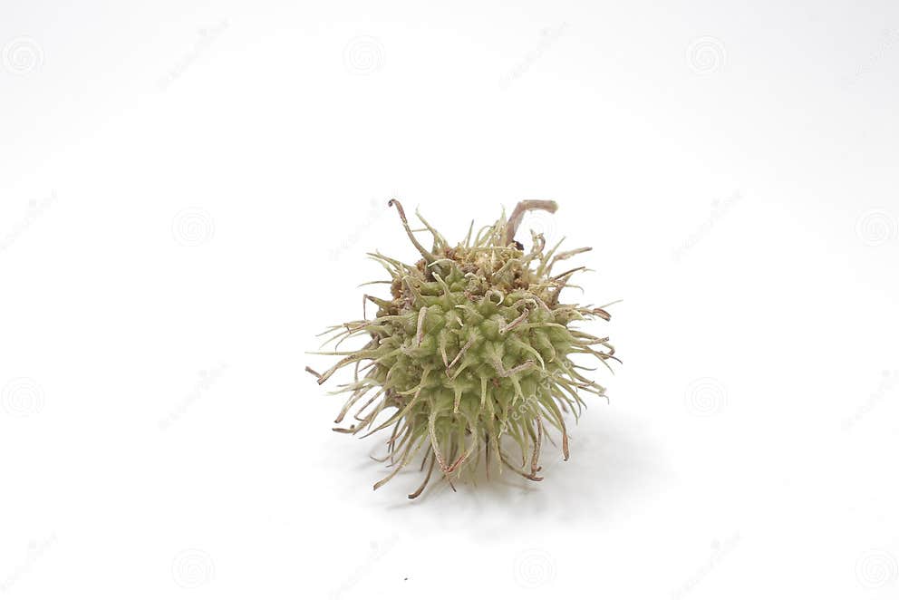 Spiked Seed Pod with the White Back Ground Stock Photo - Image of ...