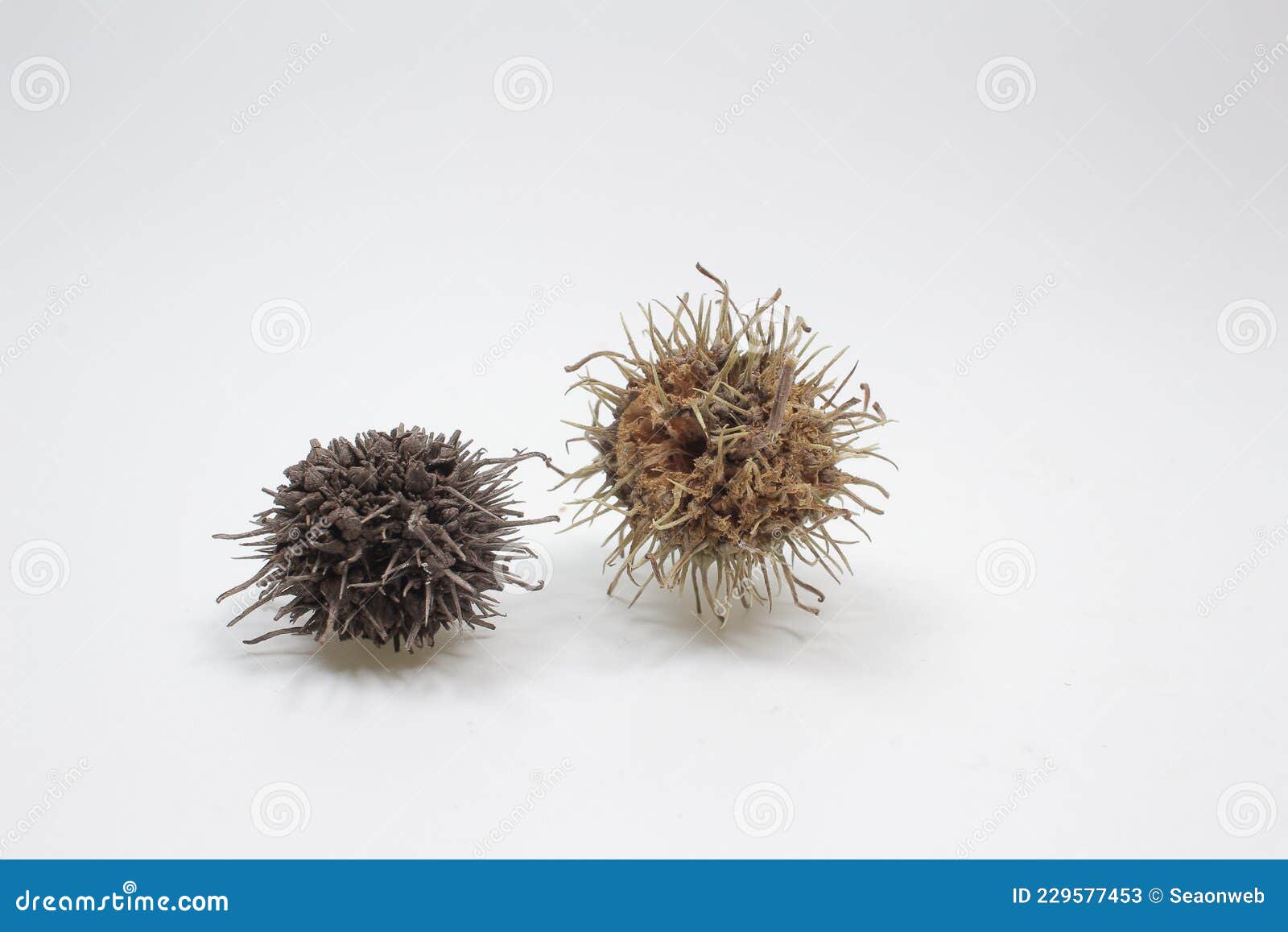 Spiked Seed Pod with the White Back Ground Stock Image - Image of card ...