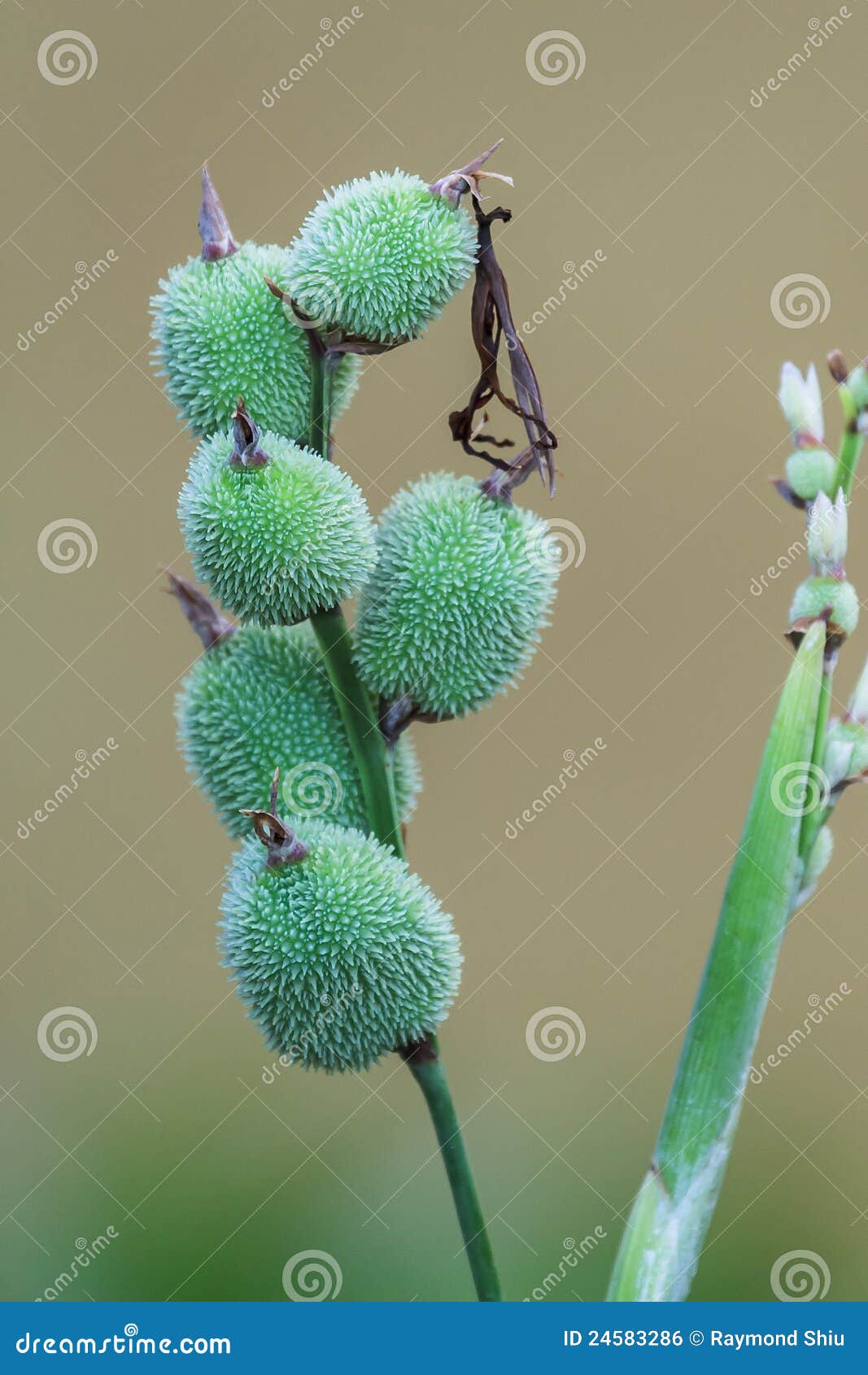 Spiked Seed Pods Littering The Sidewalk In Suburban Pennsylvania ...