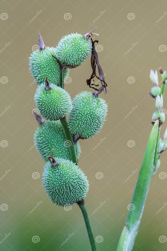 Spiked seed pods stock photo. Image of stalk, white, bulb - 24583286