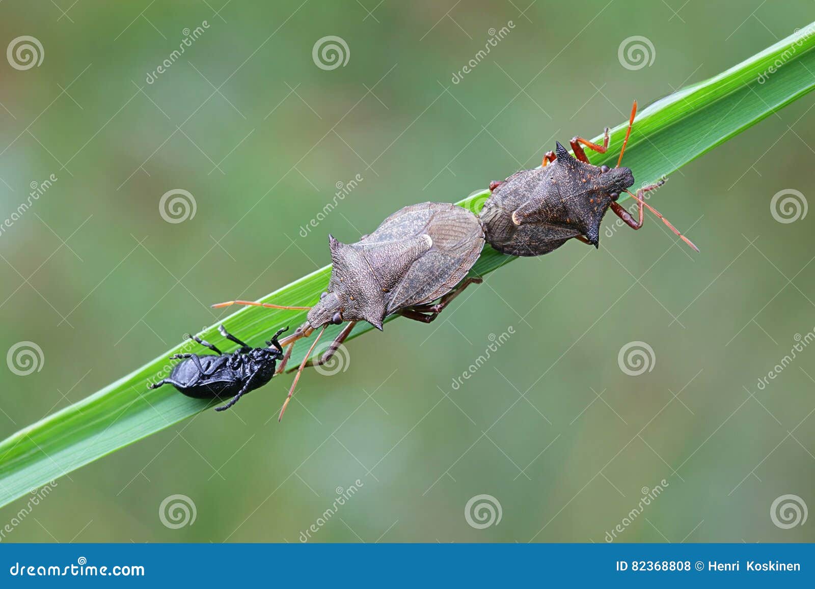 Spiked Shieldbug, Picromerus Bidens Stock Photo - Image of breeding ...