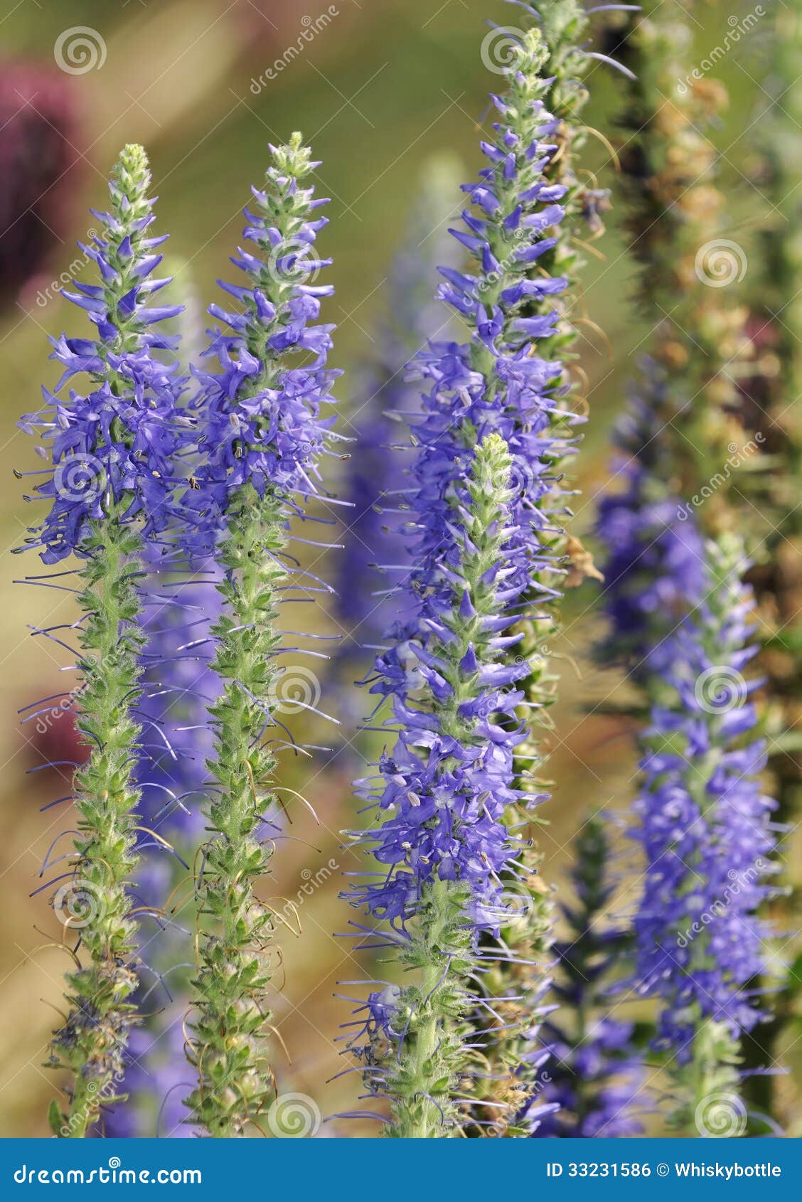 Spiked Speedwell stock photo. Image of spicata, flower - 33231586