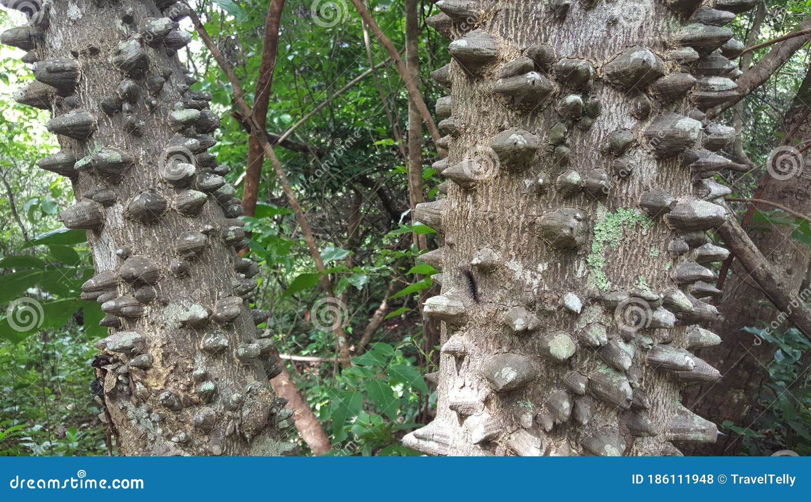 Spiked tree trunk stock photo. Image of people, beautiful - 186111948
