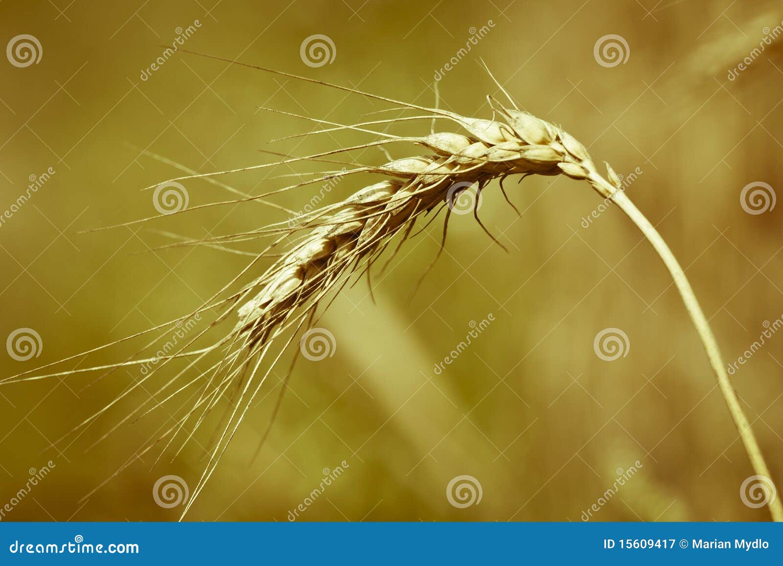Spikelet stock image. Image of barley, grain, harvesting - 15609417