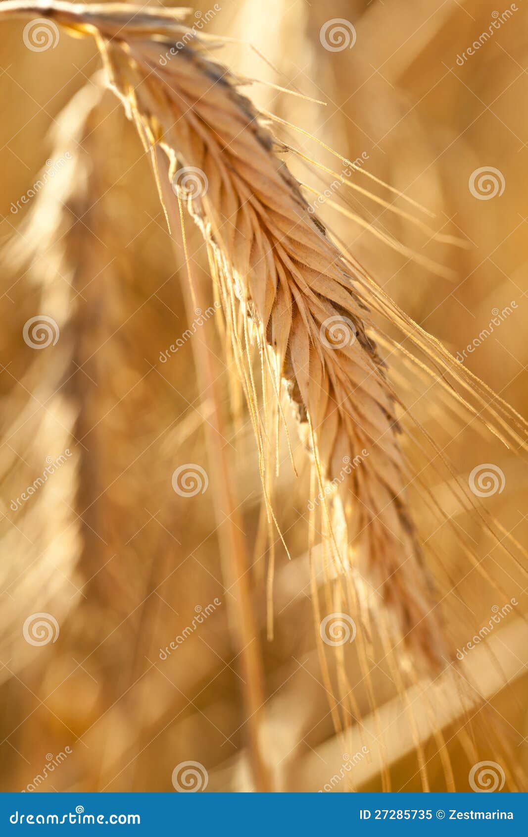 Spikelet stock image. Image of field, agriculture, country - 27285735