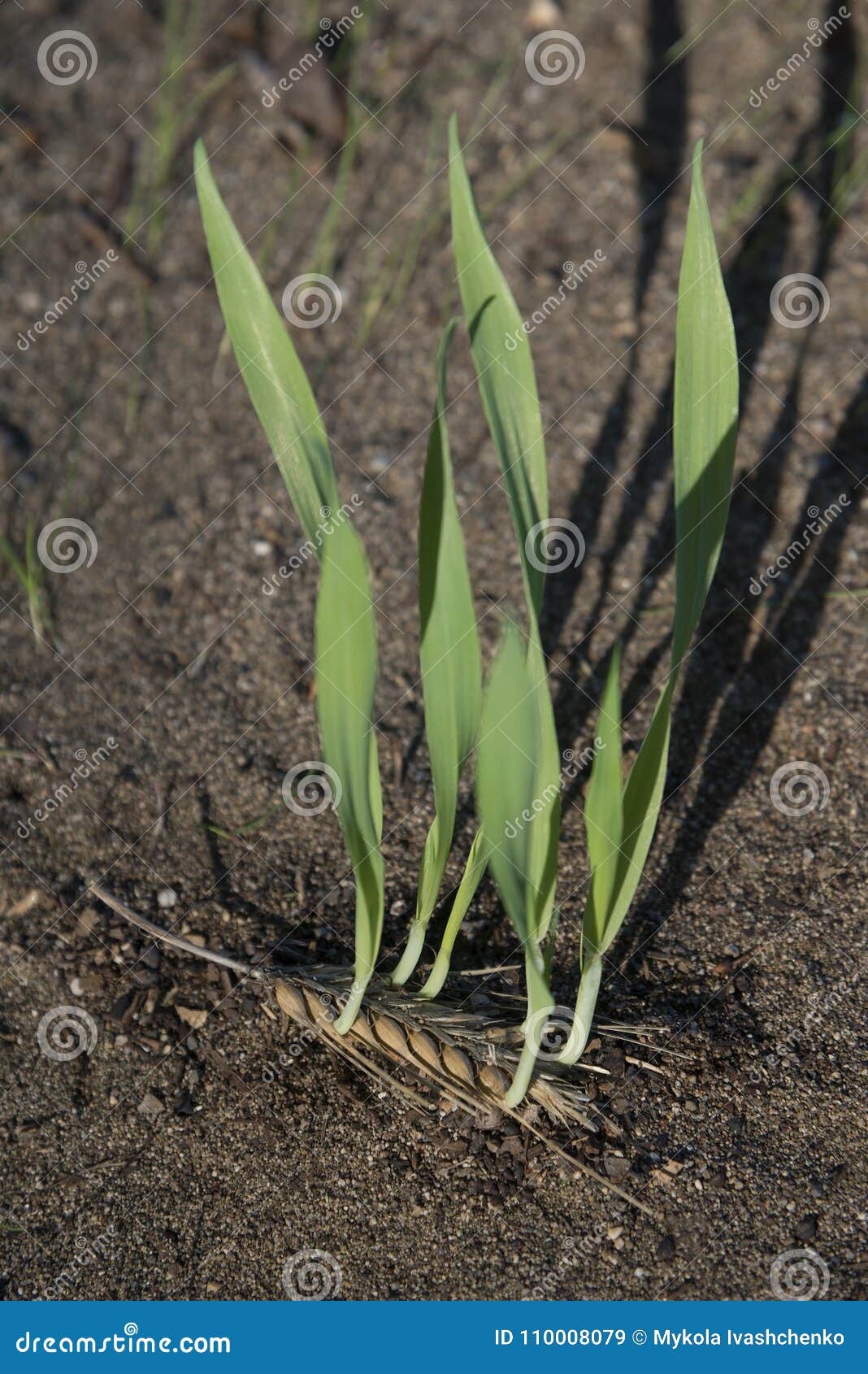 Spikelet Given Green Growth Stock Image - Image of vegetation, force ...