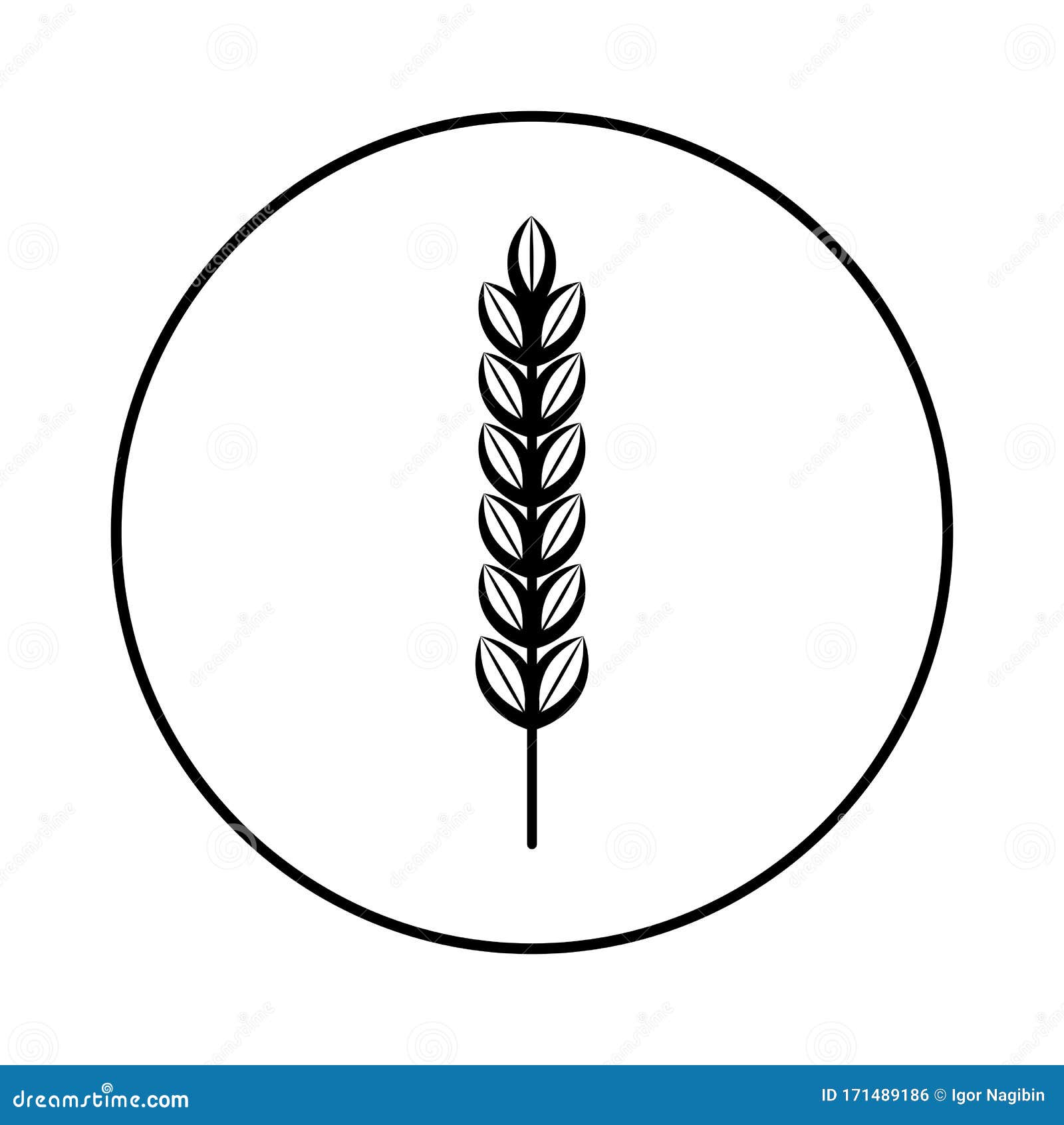 Spikelet of Grain Crop. Wheat, Rye, Rice Stock Illustration ...