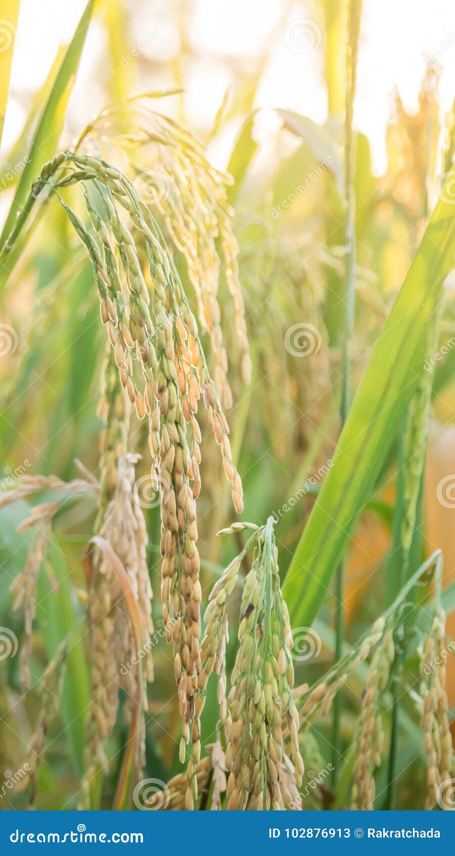 Spikelet of Rice in the Field Stock Image - Image of paddy, asian ...