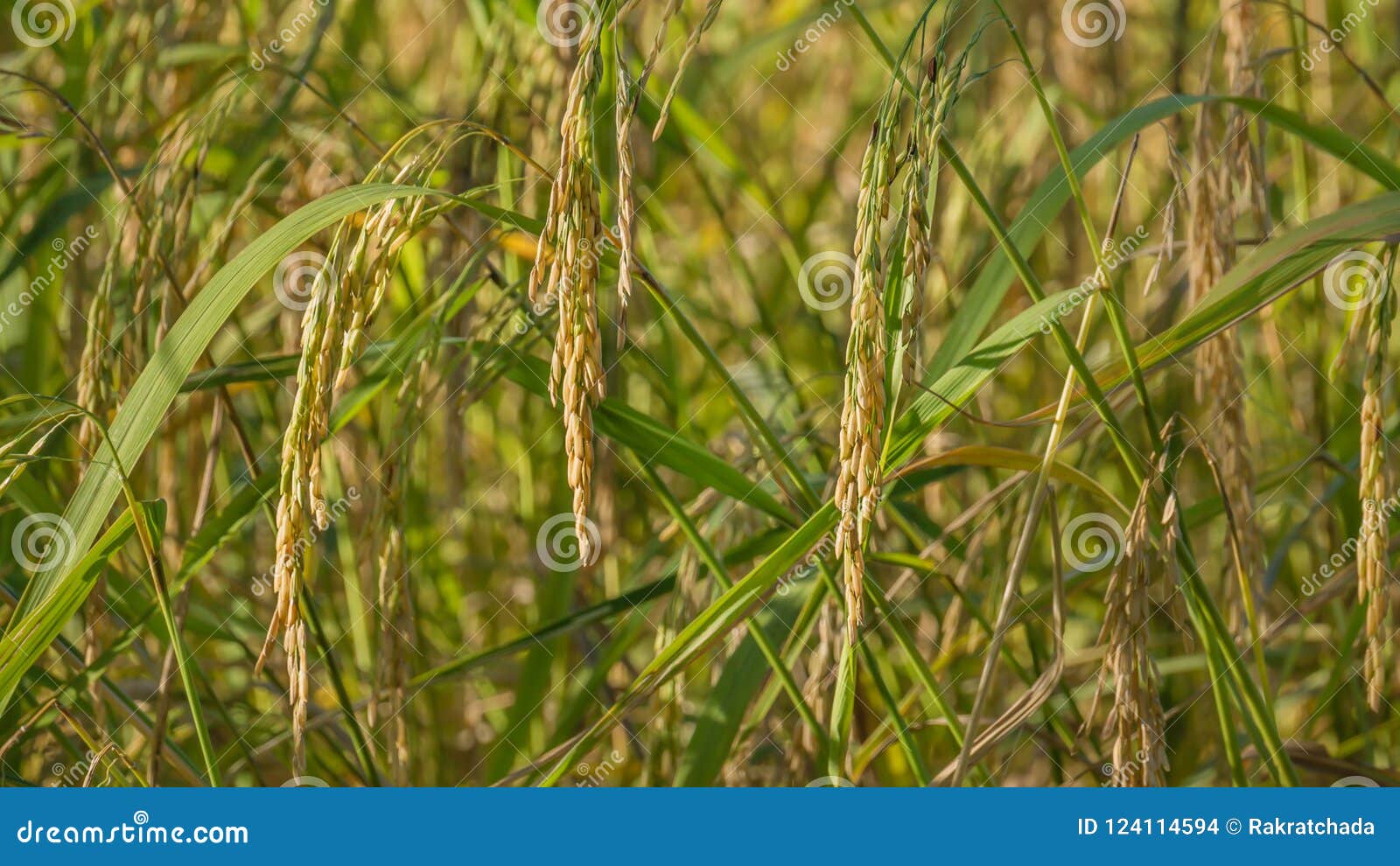 Spikelet of Rice in the Field Stock Photo - Image of rice, nature ...