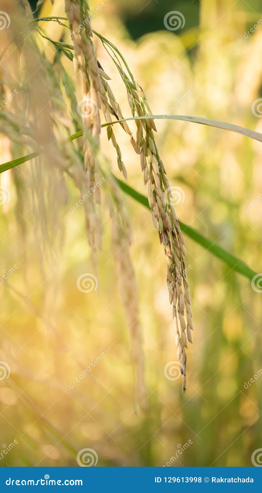 Spikelet of Rice in the Field Stock Photo - Image of asia, green: 129613998