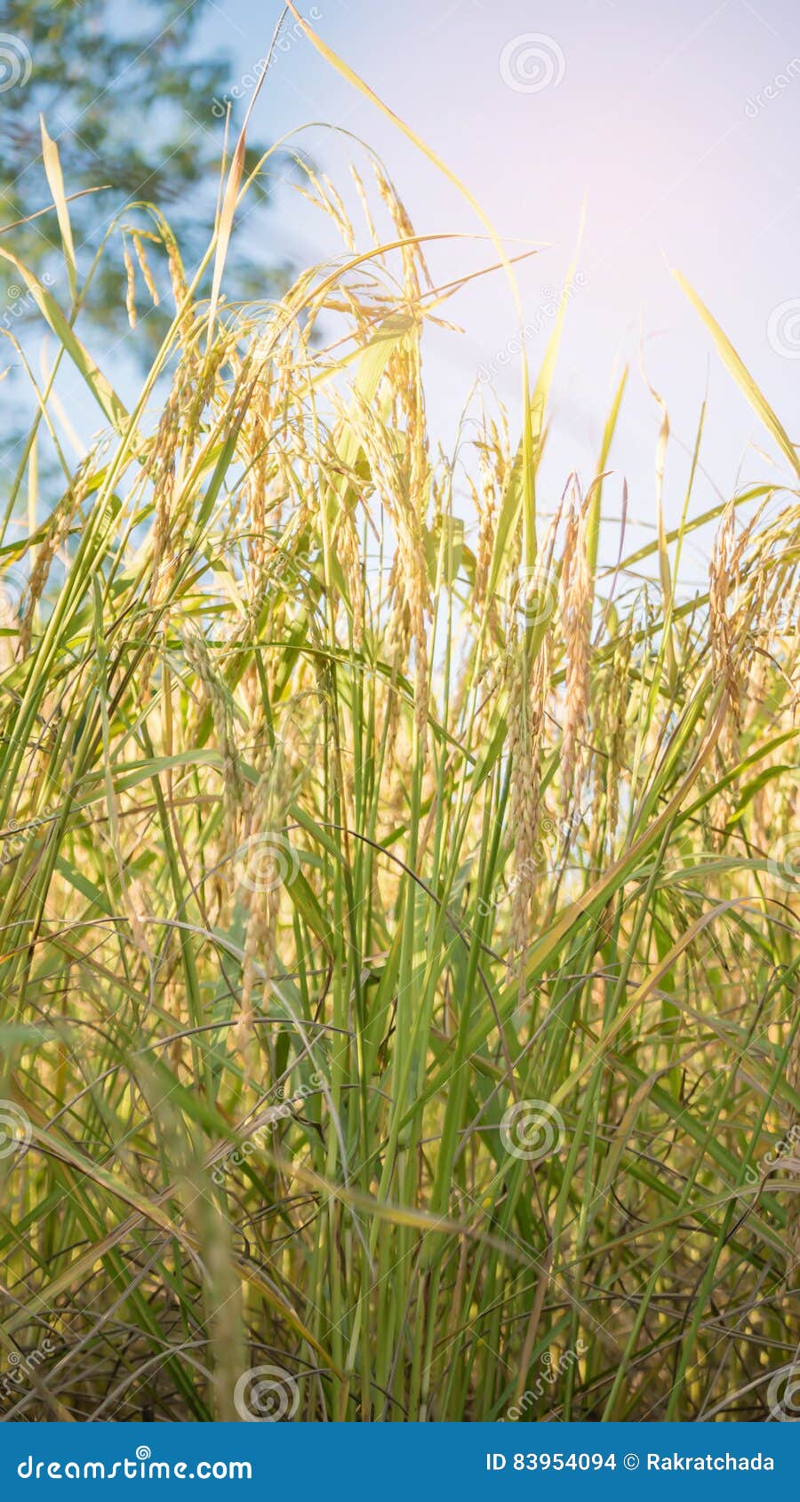 Spikelet of Rice in the Field Stock Photo - Image of yellow, crop: 83954094