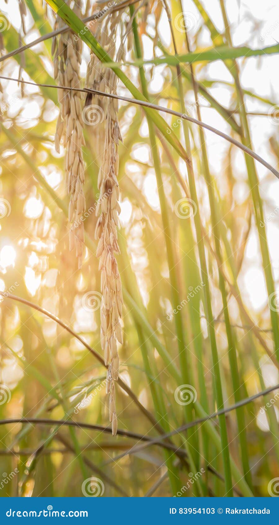 Spikelet of Rice in the Field Stock Image - Image of branch, nature ...